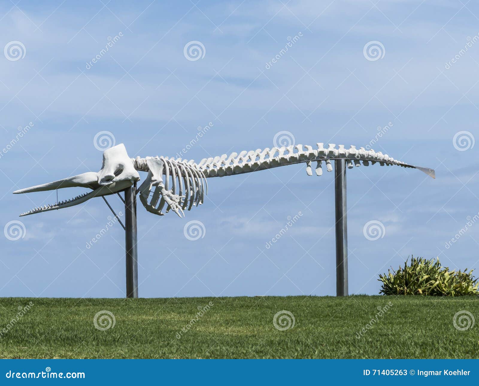 Skelet van een Potvis stock afbeelding. Image of overzees - 71405263