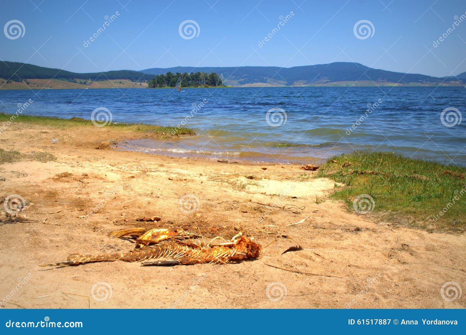Skelet Van Vissen Op Meerkust Stock Afbeelding - Image of zonnig, reis ...