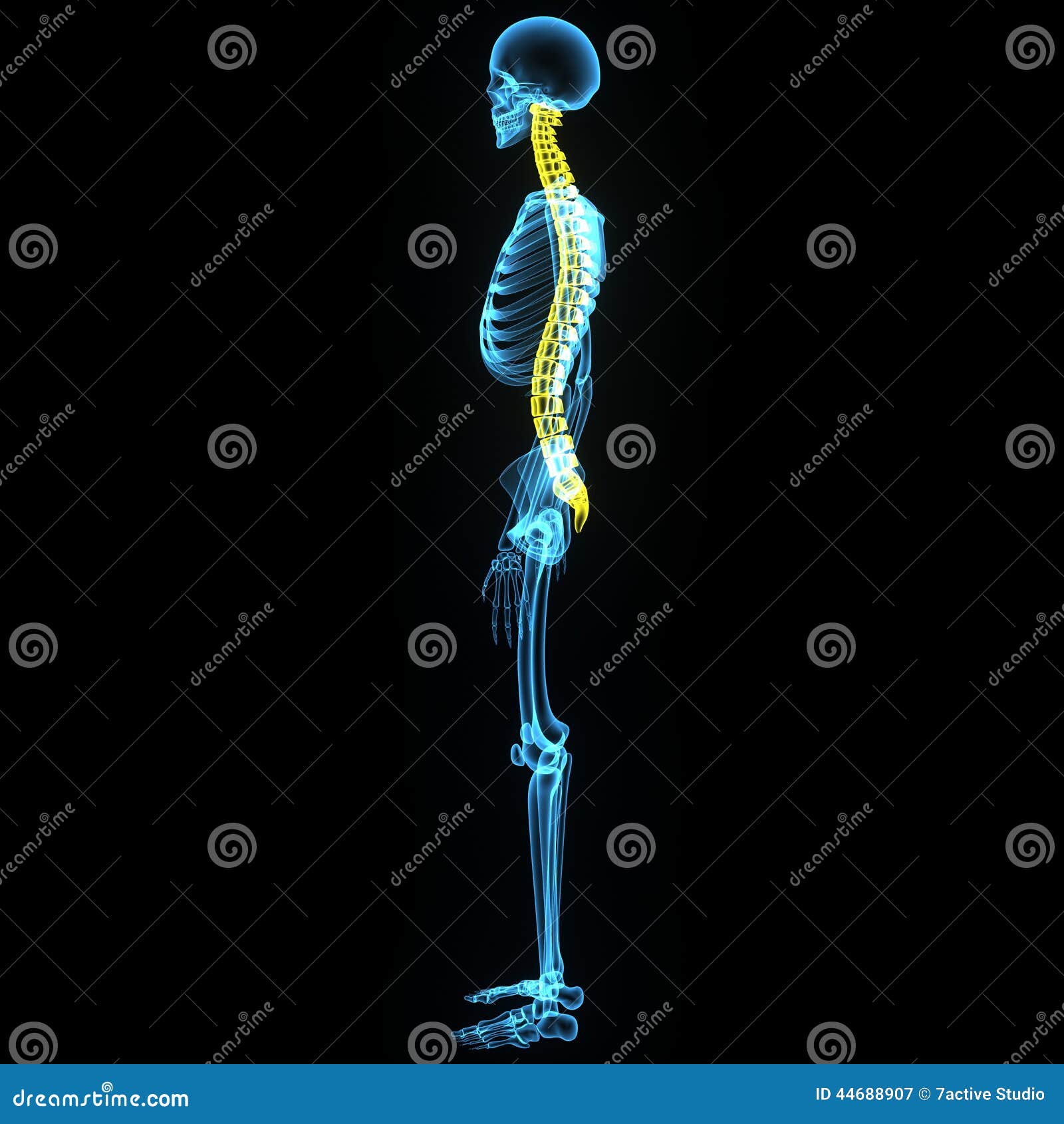 Skelet Zijaanzicht (ruggegraat) Stock Illustratie - Illustration of ...