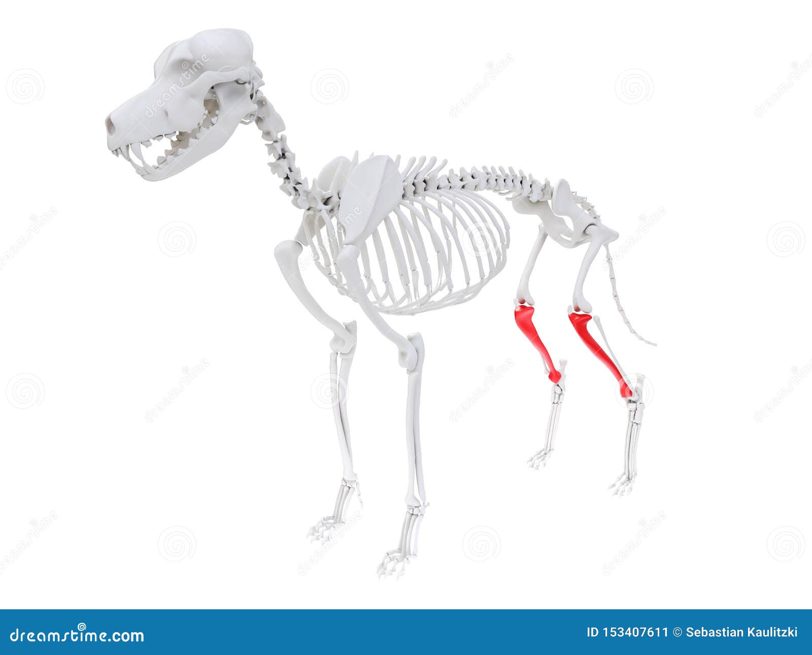 Skeletal anatomy - tibia stock illustration. Illustration of ...