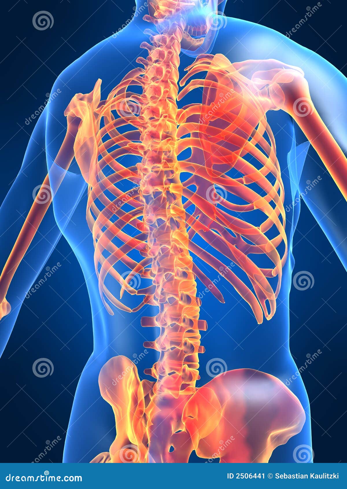 Skeletal back stock illustration. Illustration of anatomy - 2506441