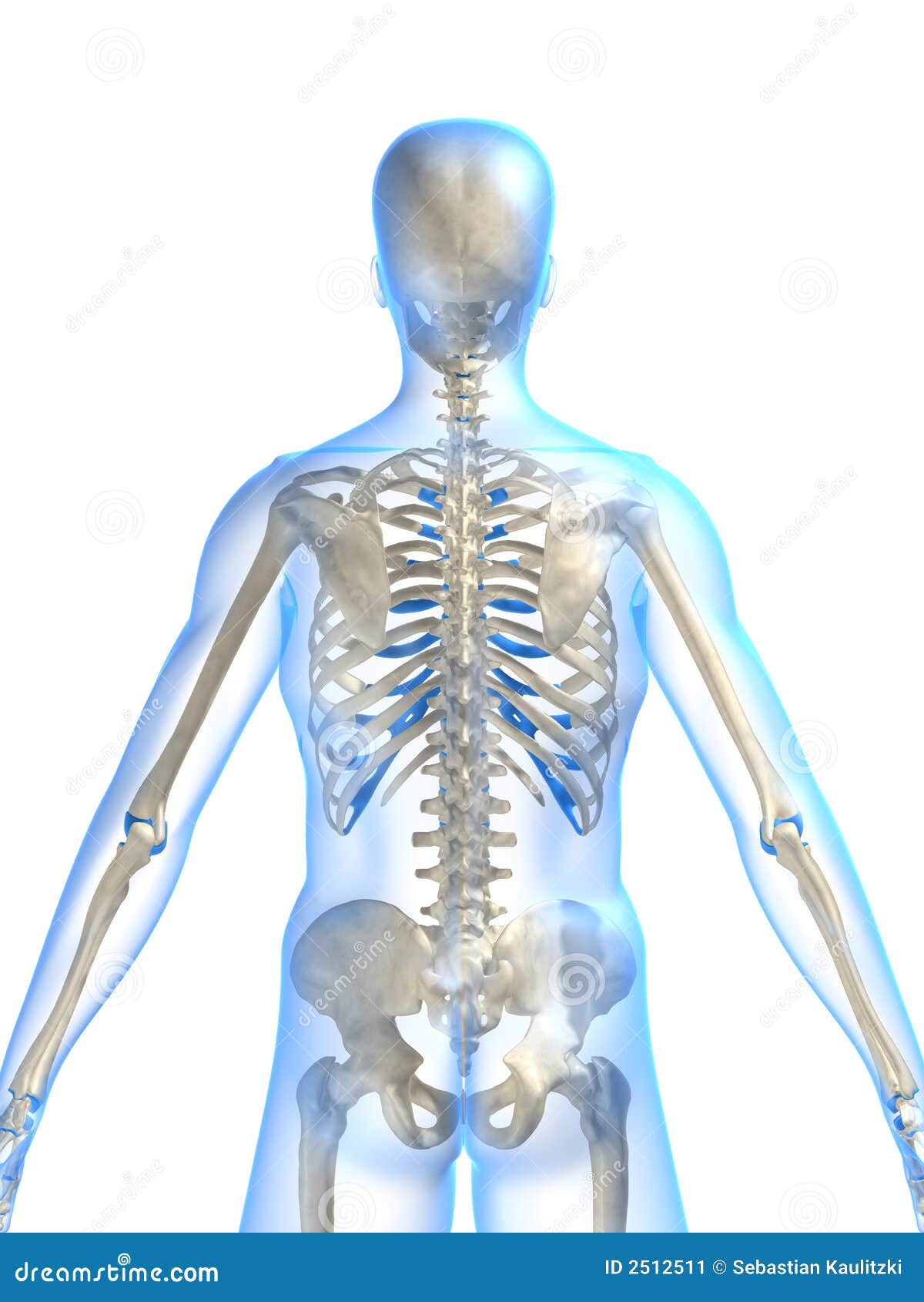 Skeletal back stock illustration. Illustration of spinal - 2512511