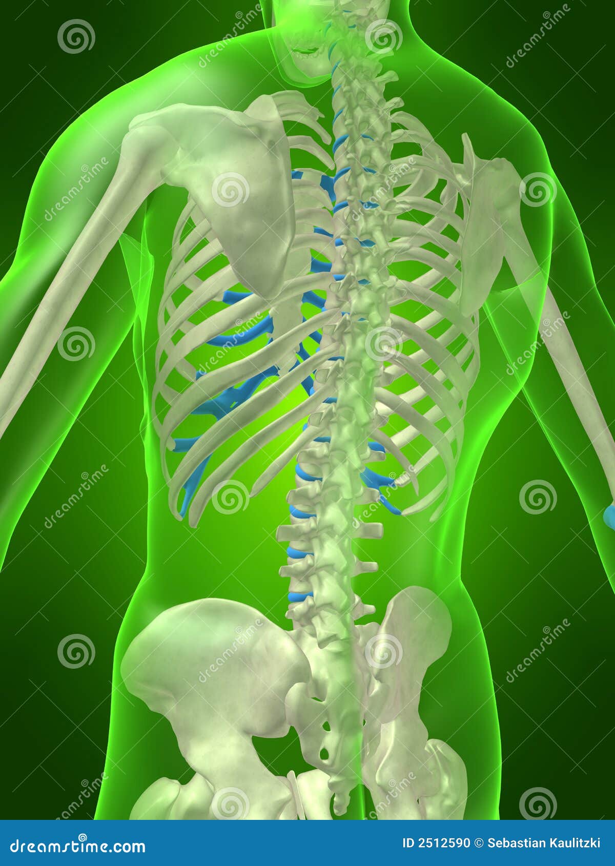 Skeletal back stock illustration. Illustration of biology - 2512590