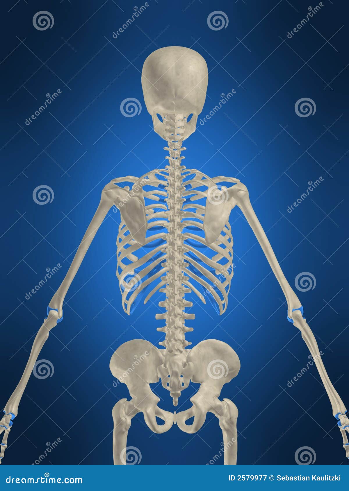 Skeletal back stock illustration. Illustration of bones - 2579977