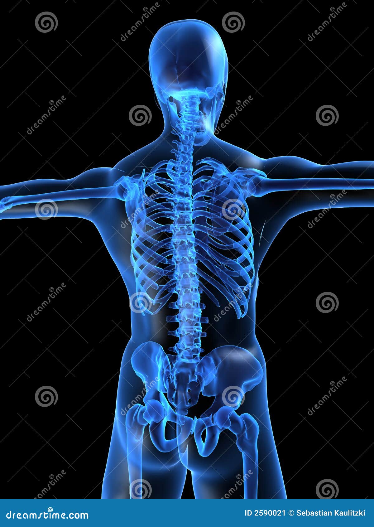 Skeletal back stock illustration. Illustration of skeleton - 2590021