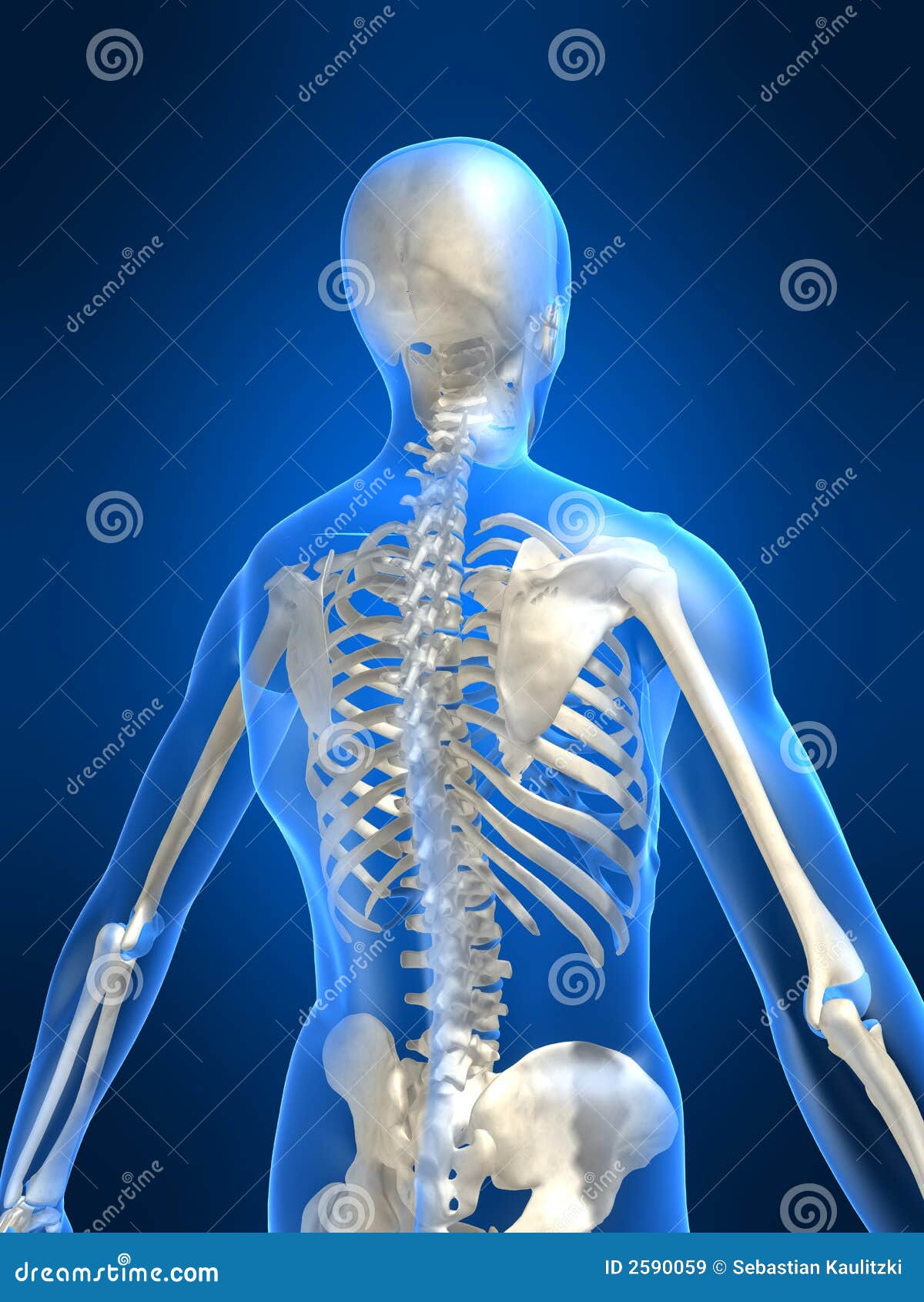 Skeletal back stock illustration. Illustration of human - 2590059