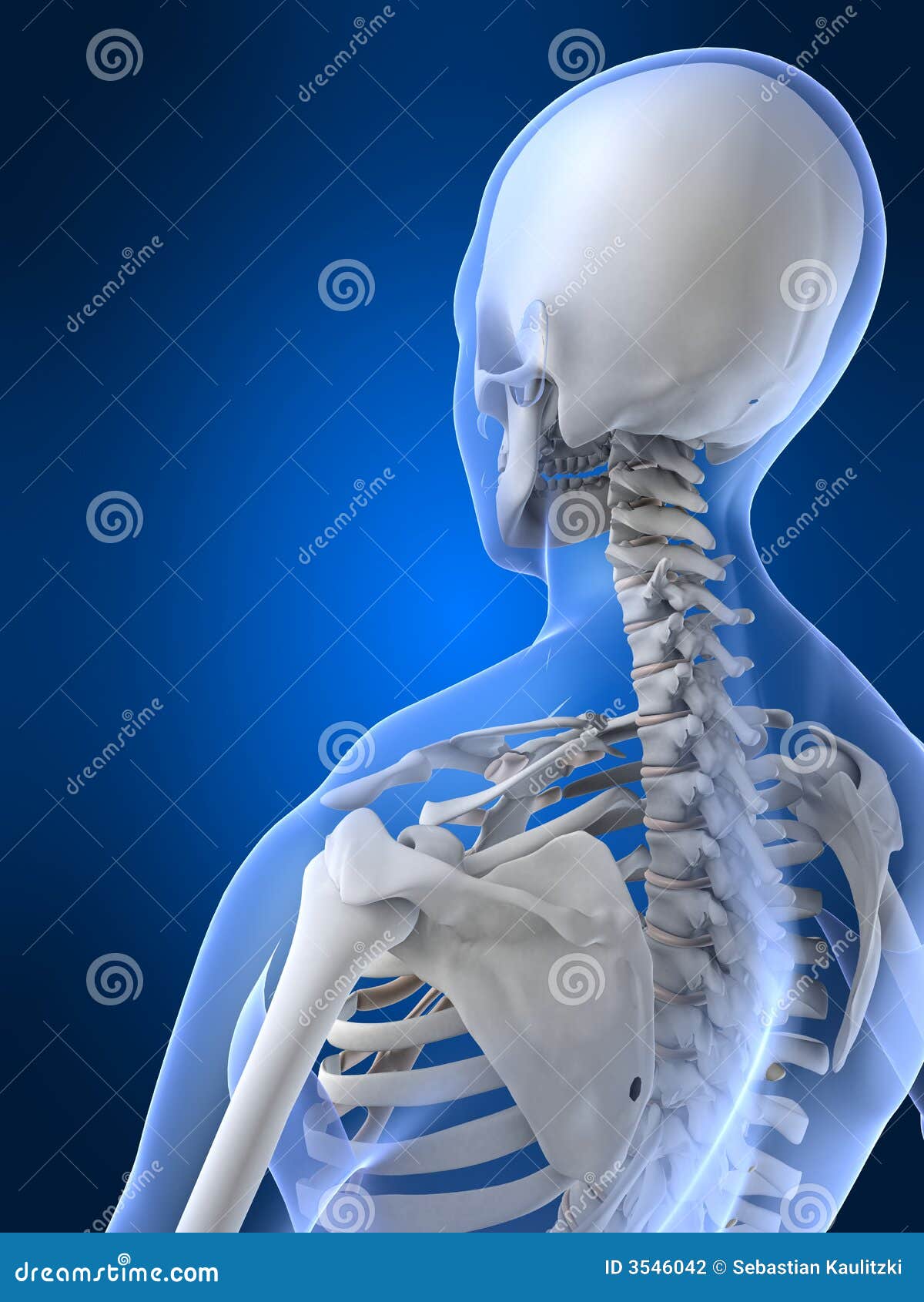 Skeletal back stock illustration. Illustration of graphic - 3546042