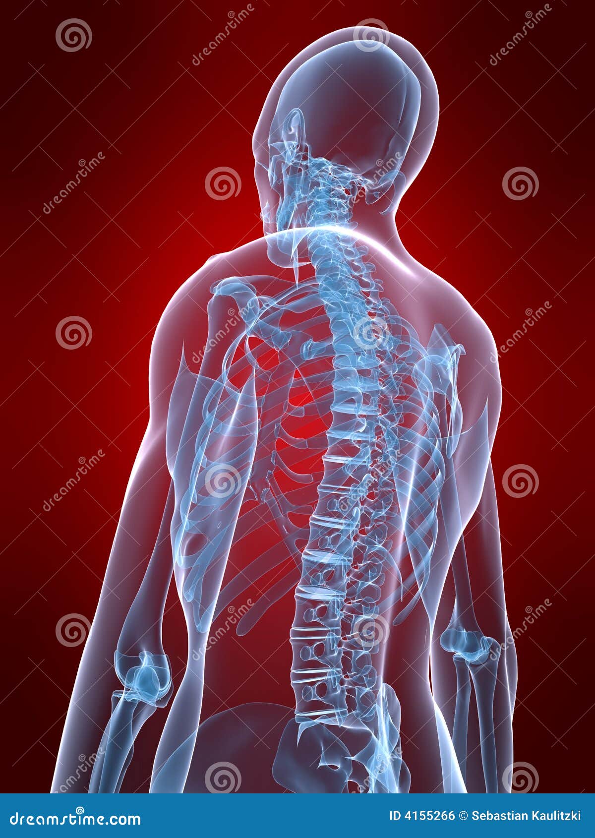 Skeletal back stock illustration. Illustration of anatomy - 4155266