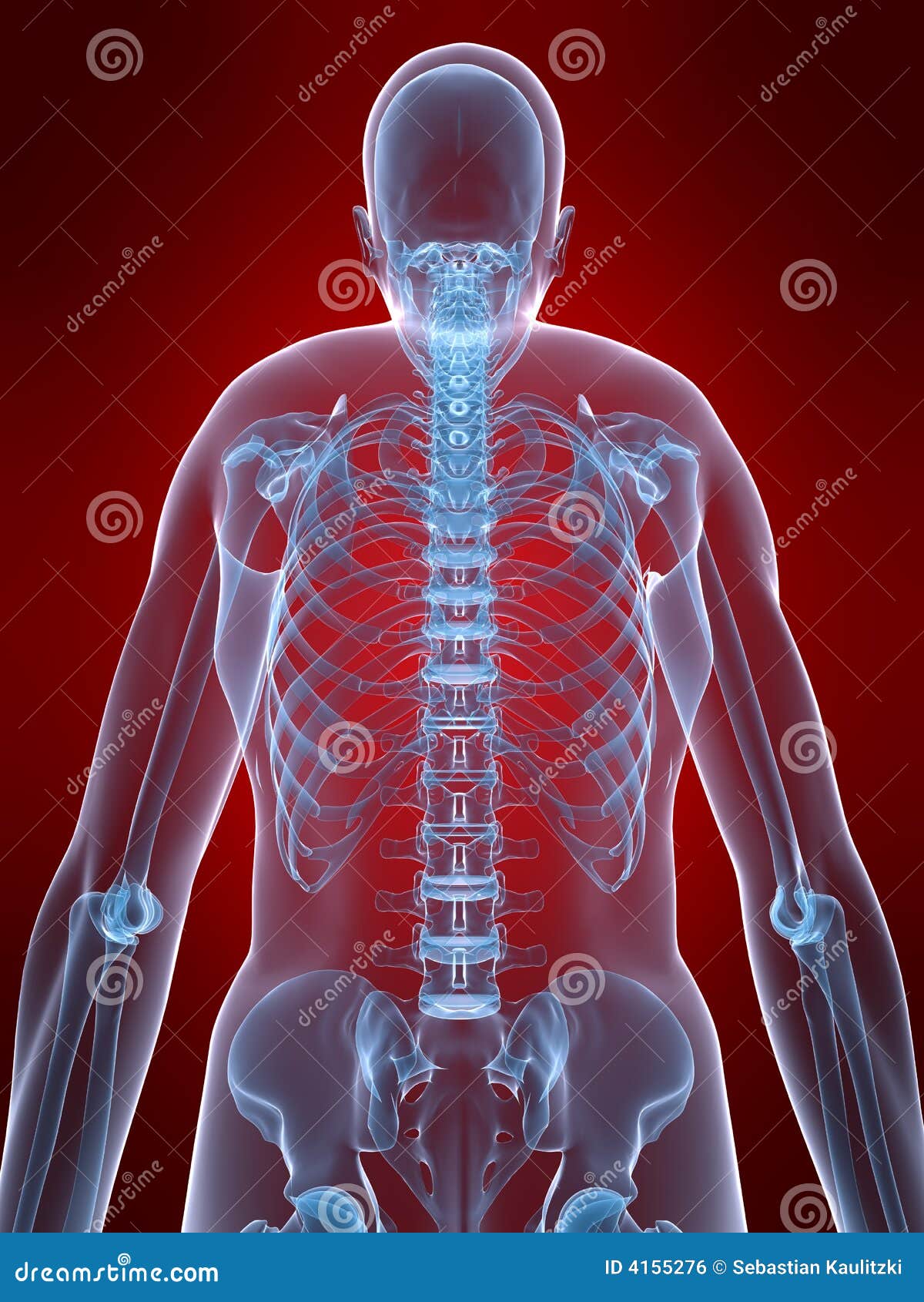 Skeletal back stock illustration. Illustration of spine - 4155276