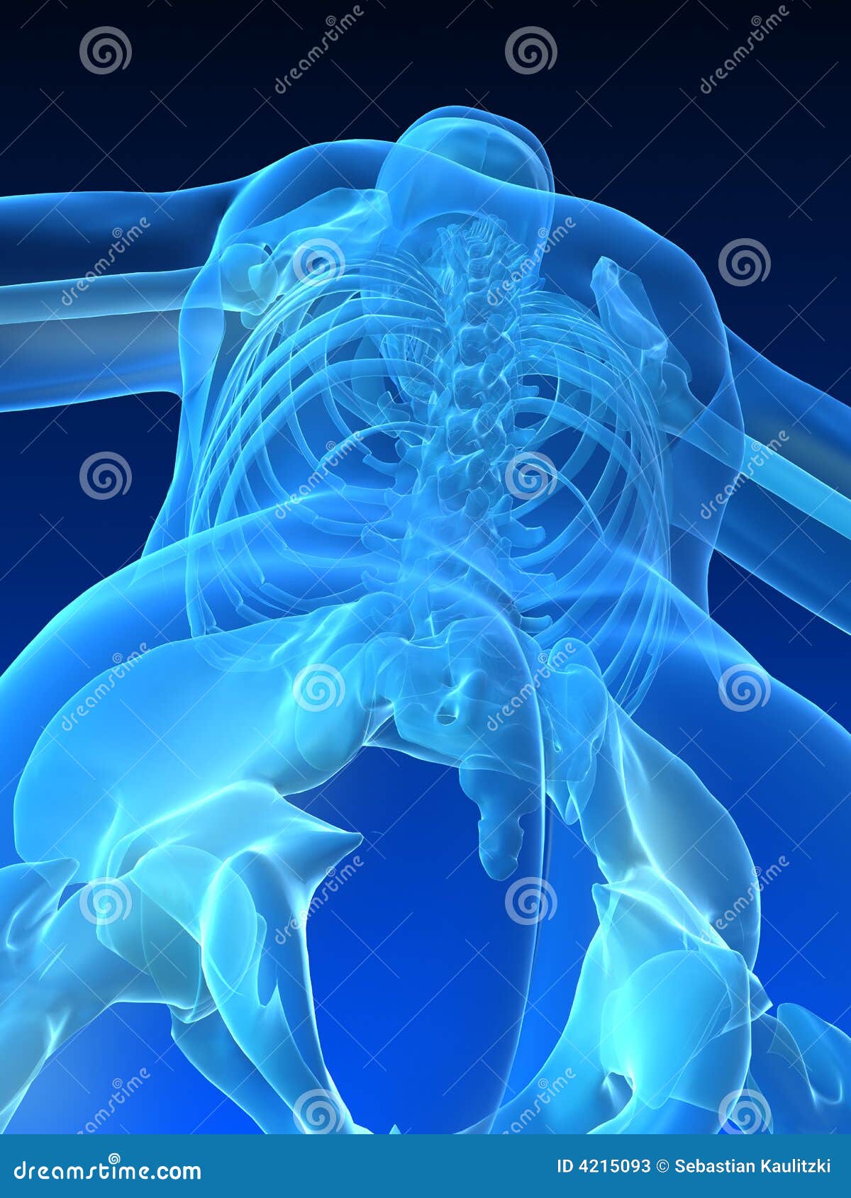 Skeletal back stock illustration. Illustration of bones - 4215093