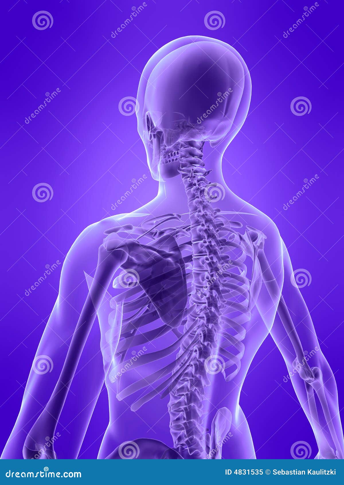 Skeletal back stock illustration. Illustration of arthritis - 4831535