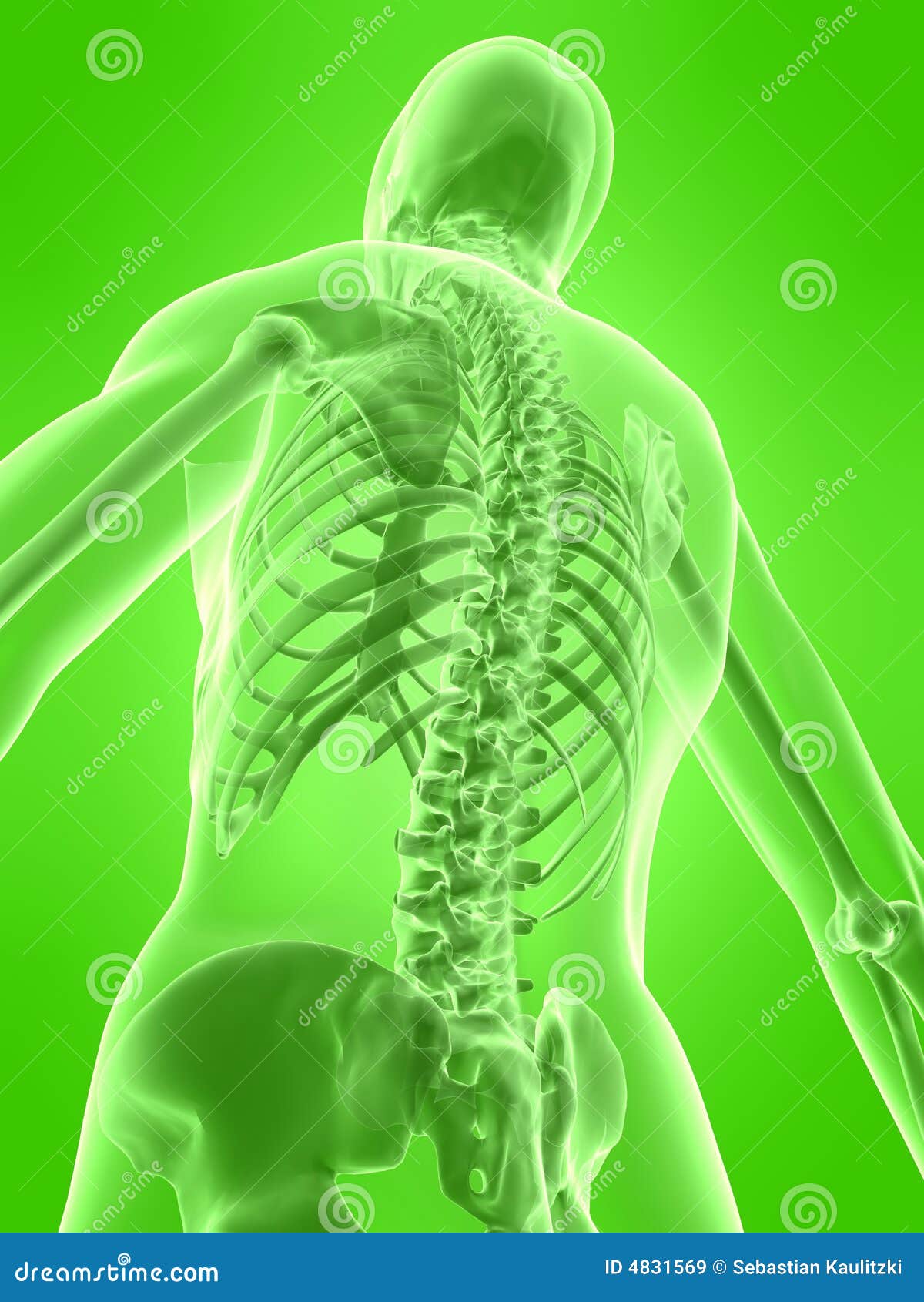 Skeletal back stock illustration. Illustration of anatomical - 4831569