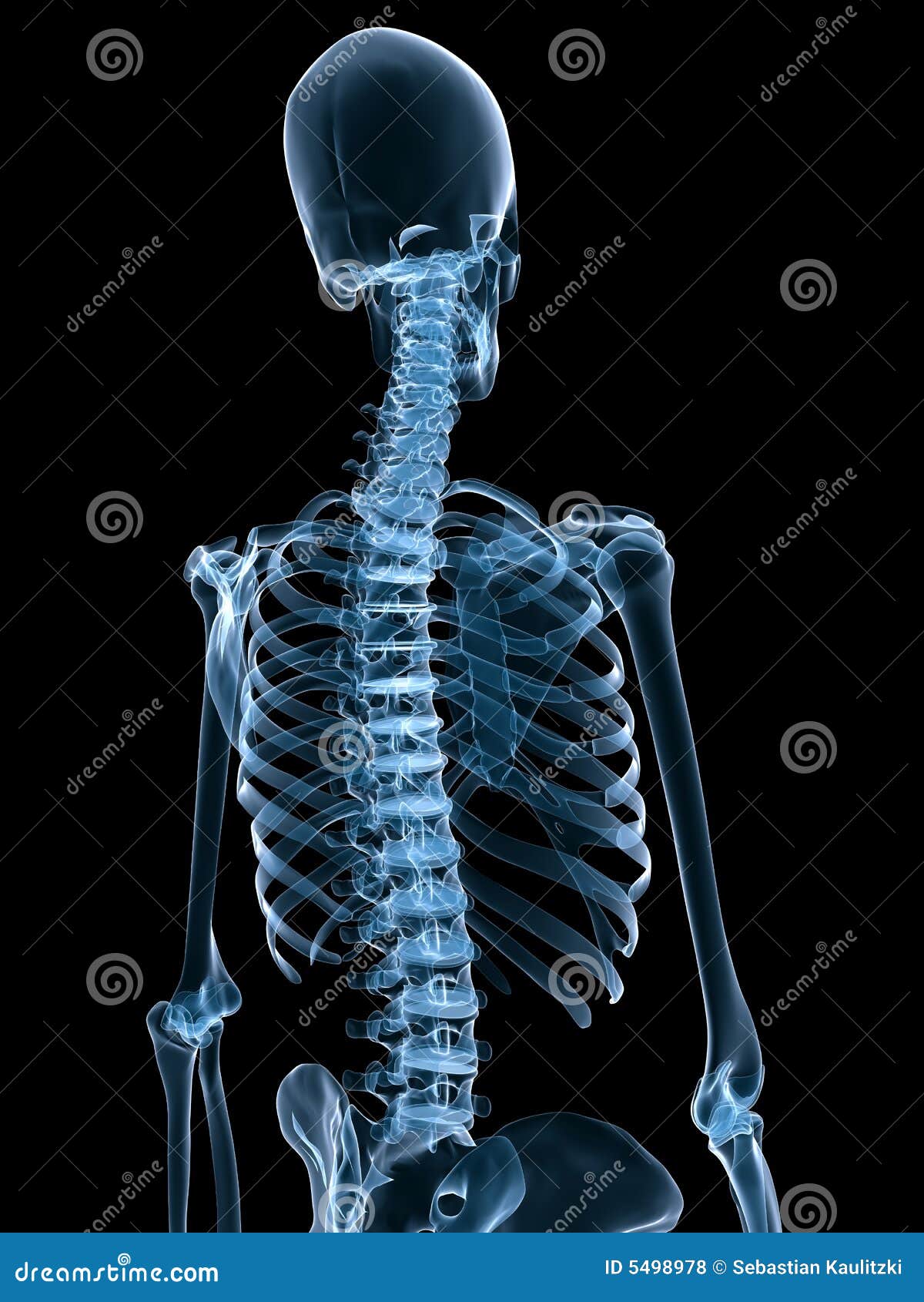 Skeletal back stock illustration. Illustration of skeleton - 5498978