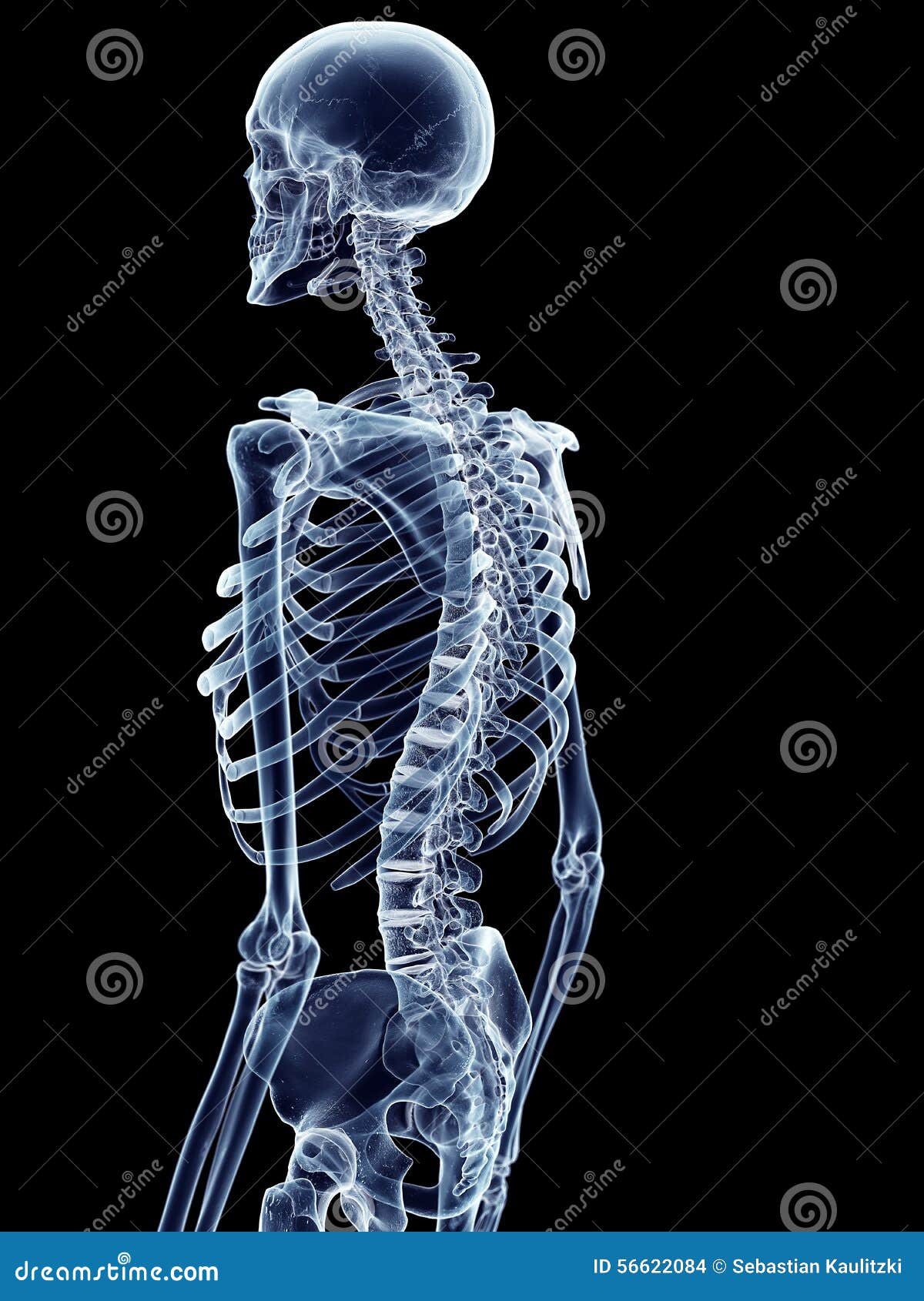 The skeletal back stock illustration. Illustration of skeleton - 56622084