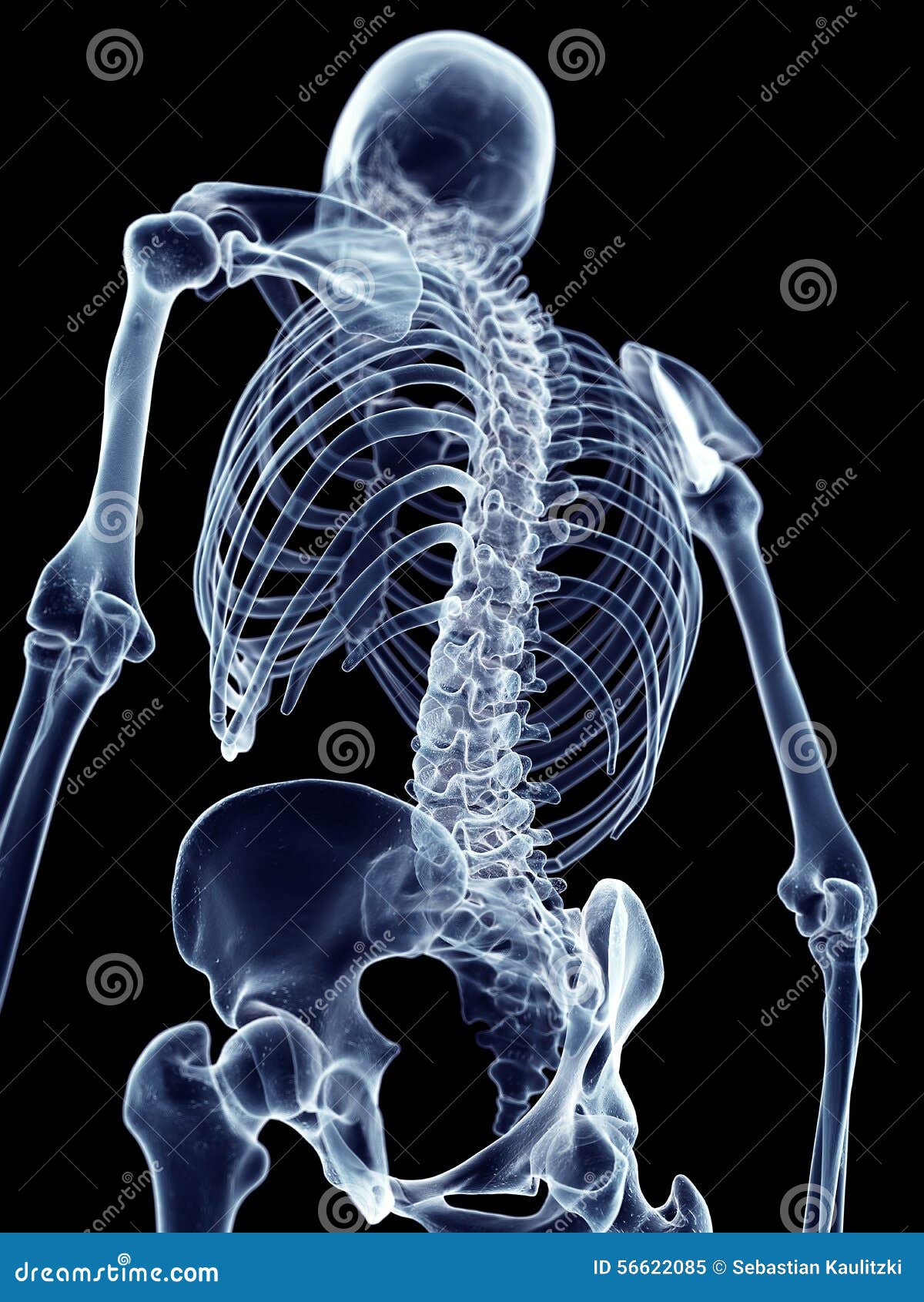 The skeletal back stock illustration. Illustration of blue - 56622085
