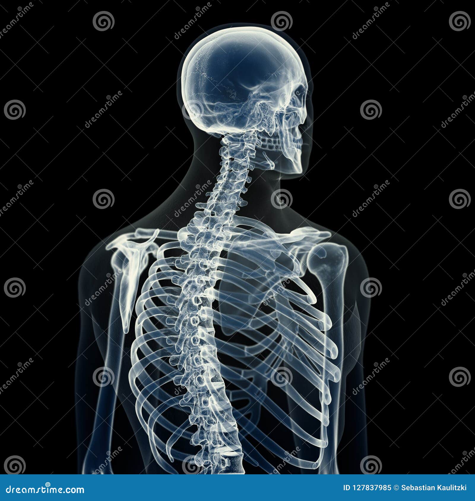 The skeletal back stock illustration. Illustration of column - 127837985