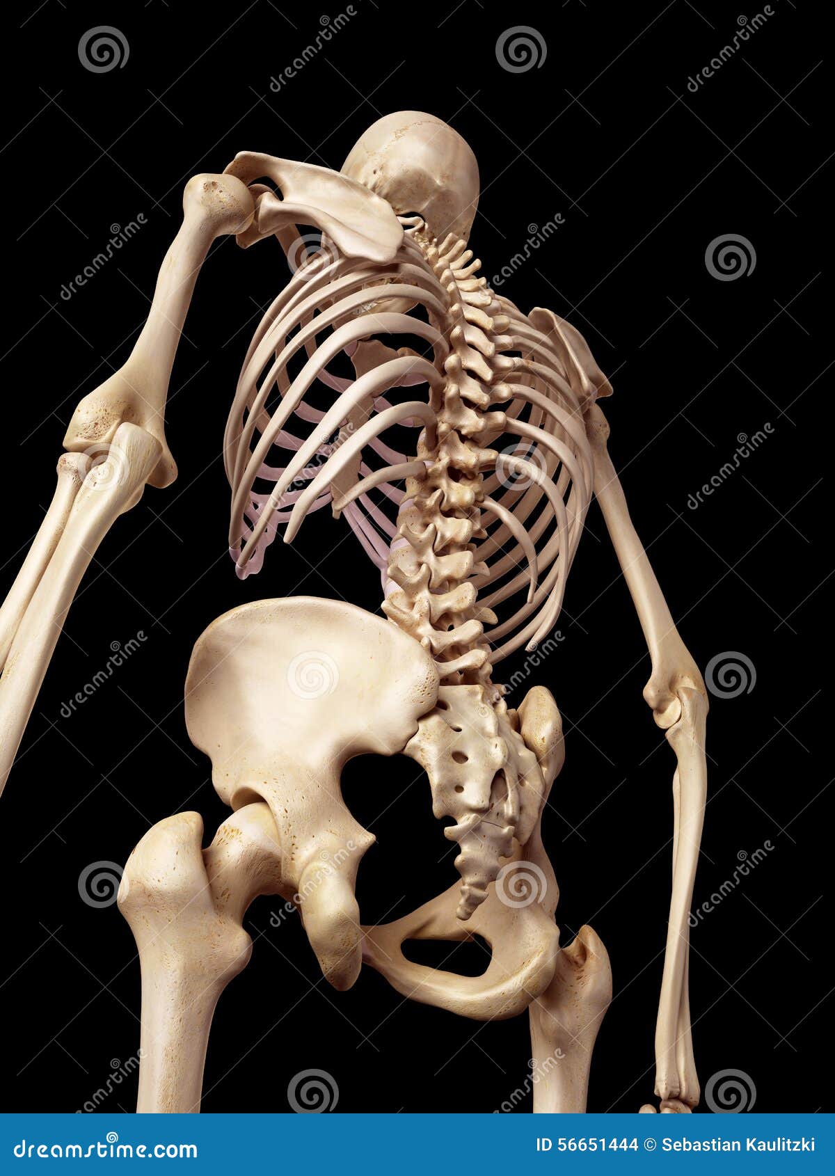 The skeletal back stock illustration. Illustration of skeleton - 56651444