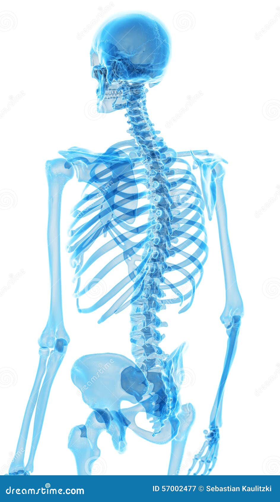 The skeletal back stock illustration. Illustration of graphic - 57002477