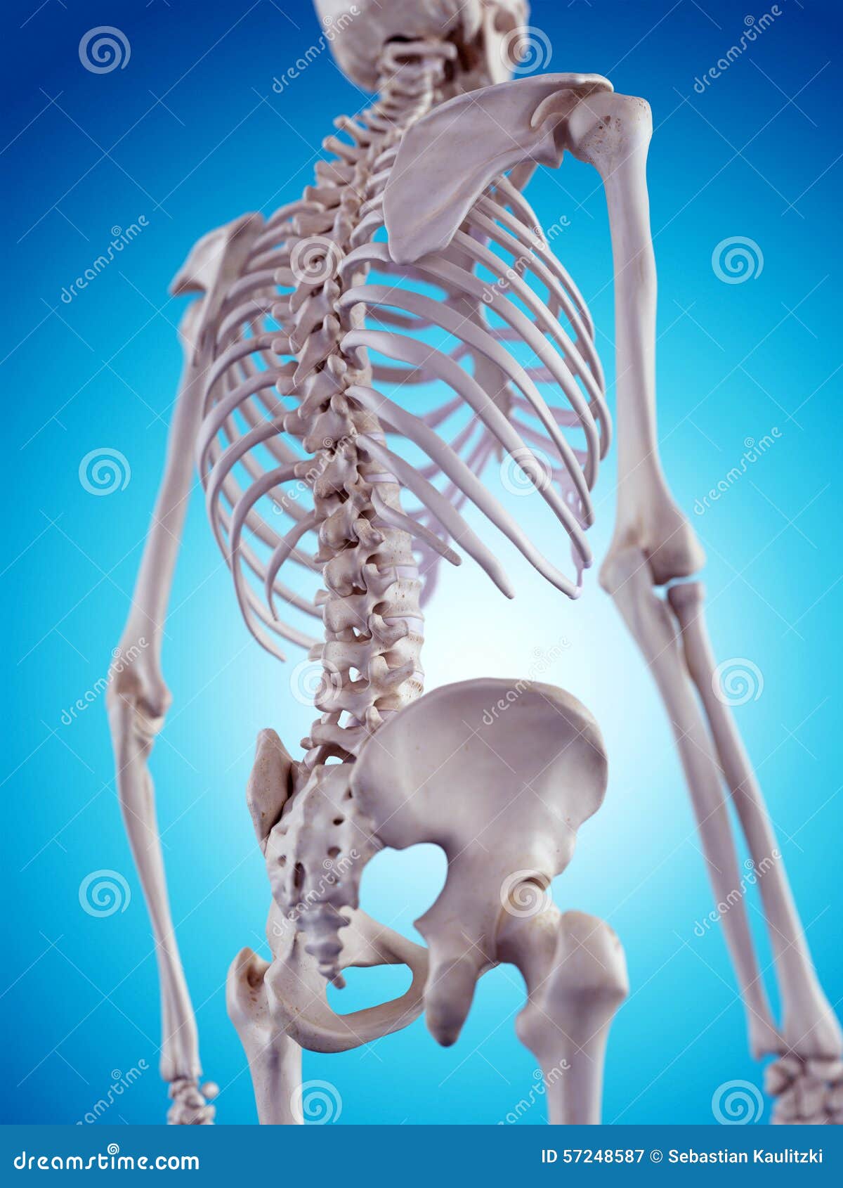 The skeletal back stock illustration. Illustration of medically - 57248587
