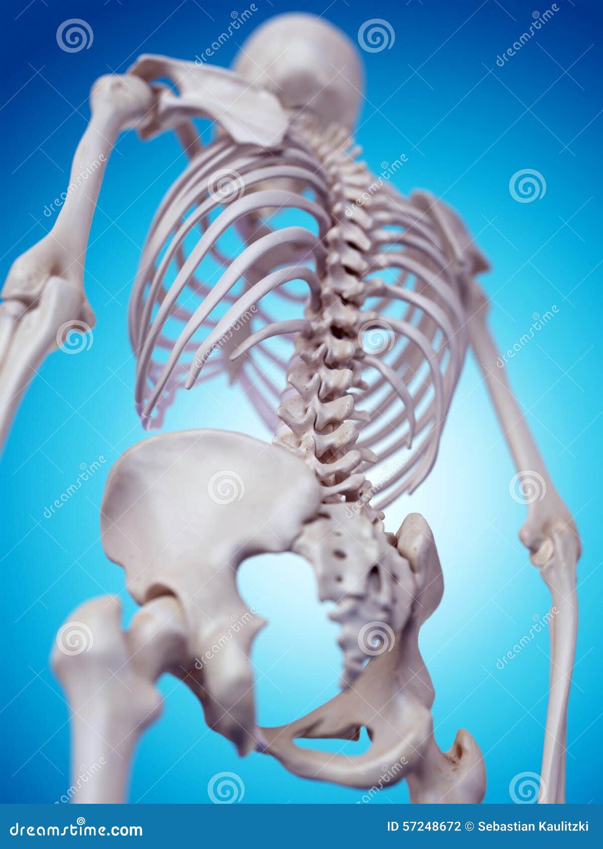 The skeletal back stock illustration. Illustration of spine - 57248672