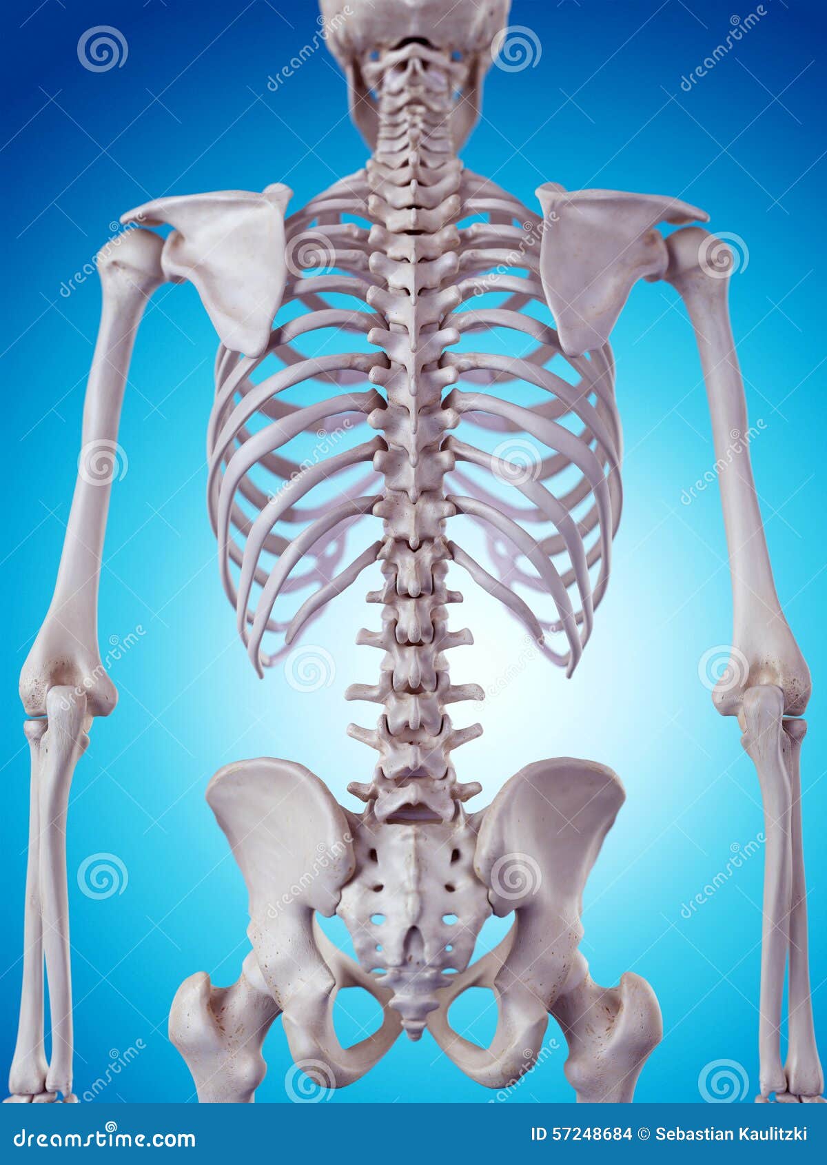 The skeletal back stock illustration. Illustration of male - 57248684