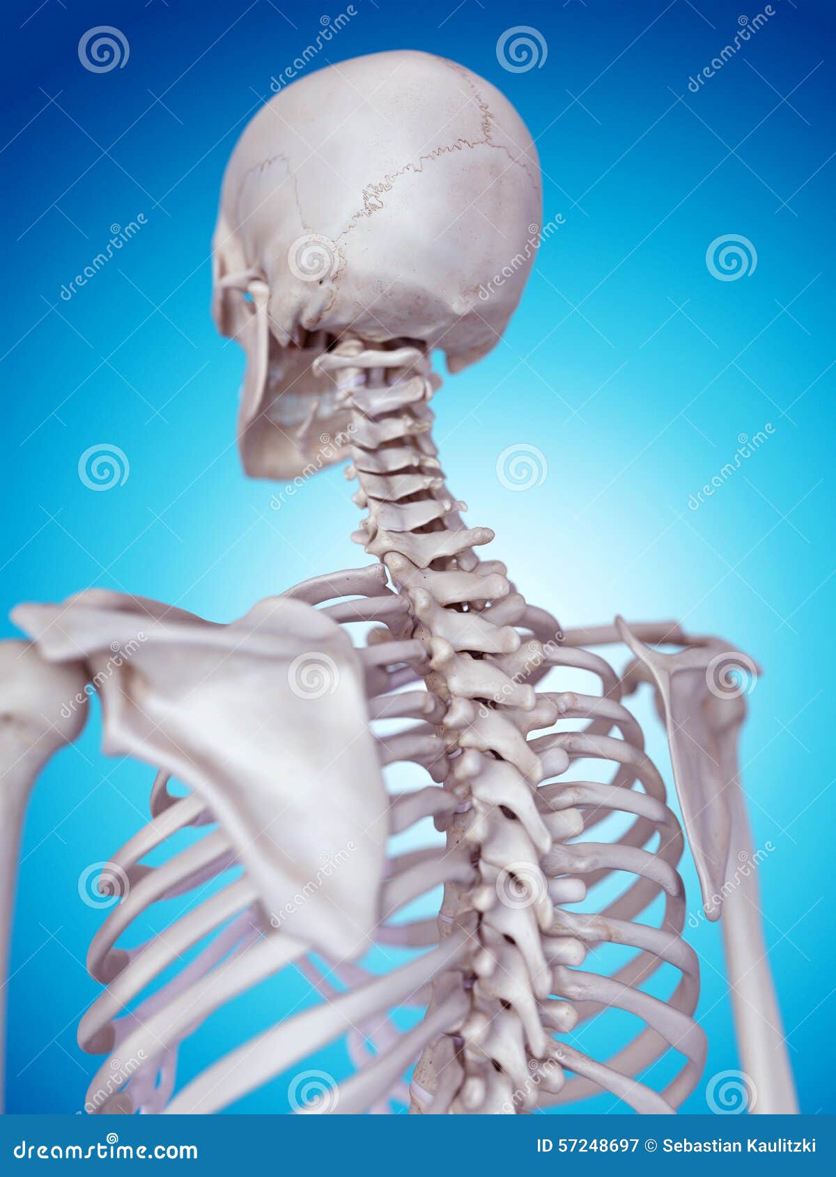 The skeletal back stock illustration. Illustration of back - 57248697