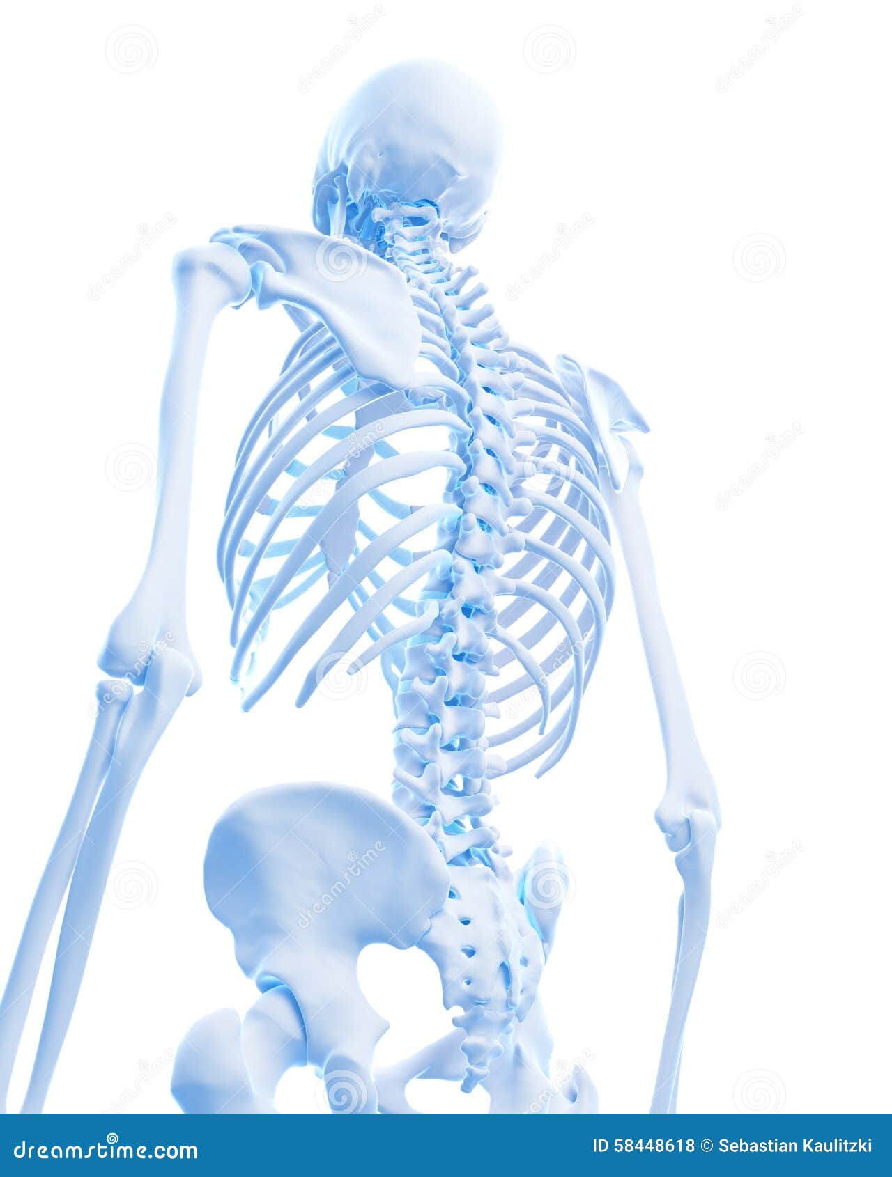 Skeletal back stock illustration. Illustration of science - 58448618