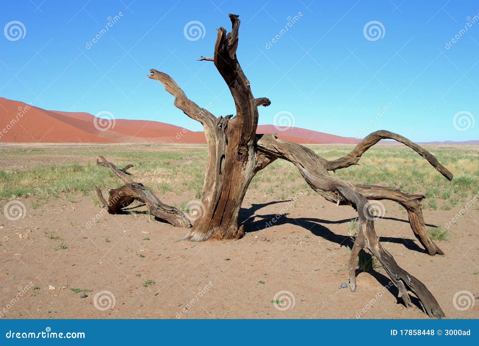 Skeletal Carcase of Dead Tree Stock Photo - Image of barren, land: 17858448