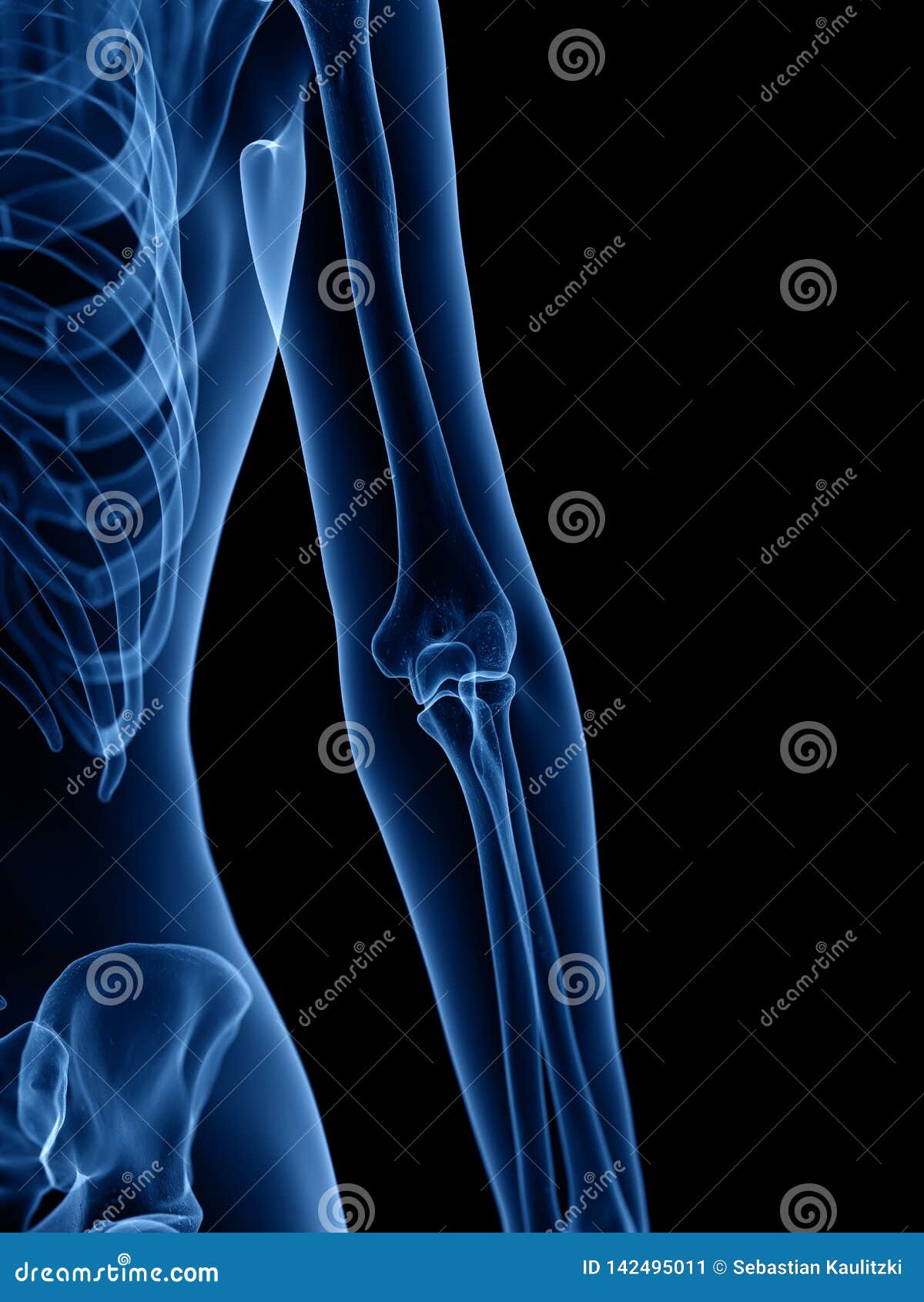 The skeletal stock illustration. Illustration of anatomy - 142495011