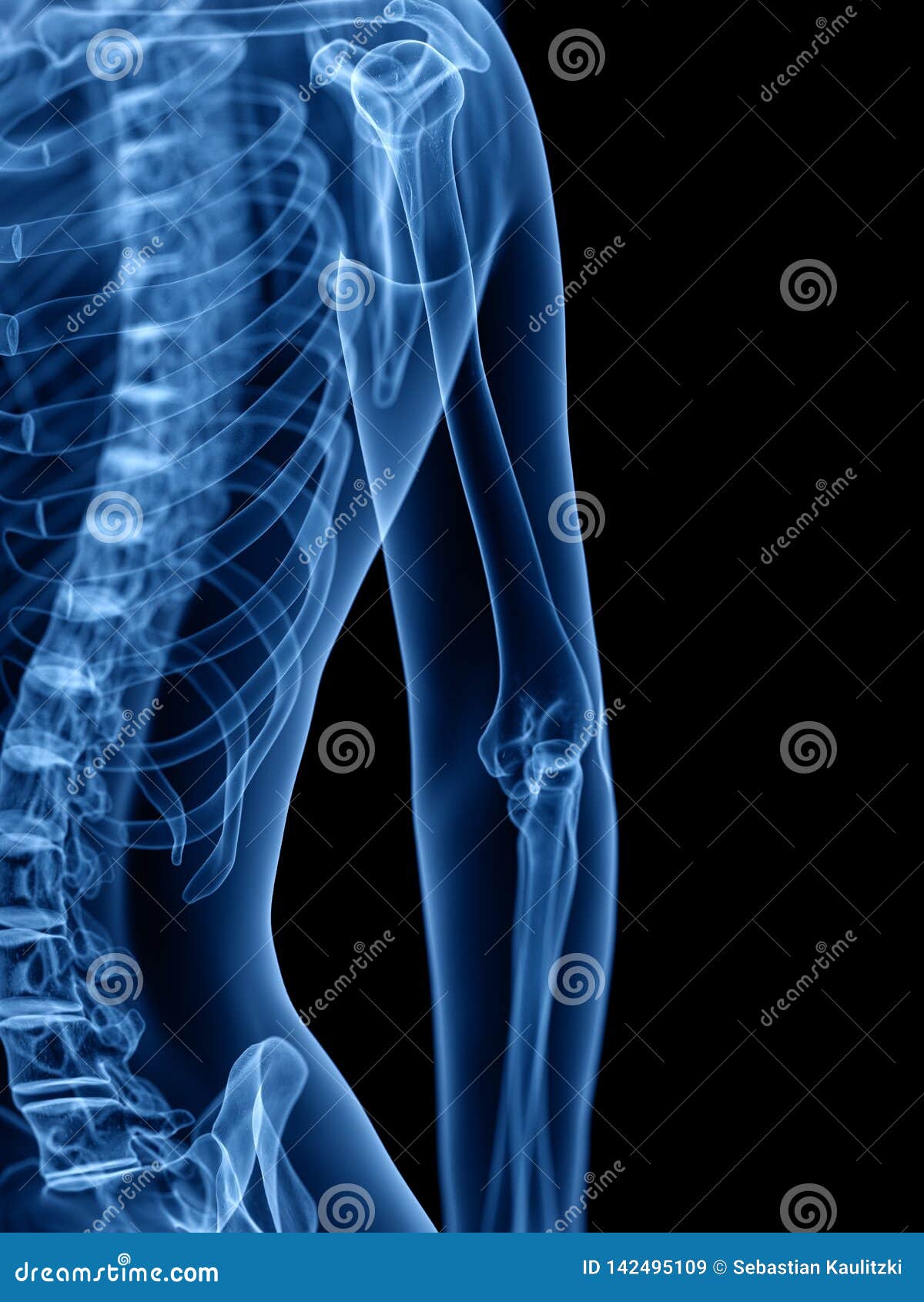 The skeletal stock illustration. Illustration of humerus - 142495109