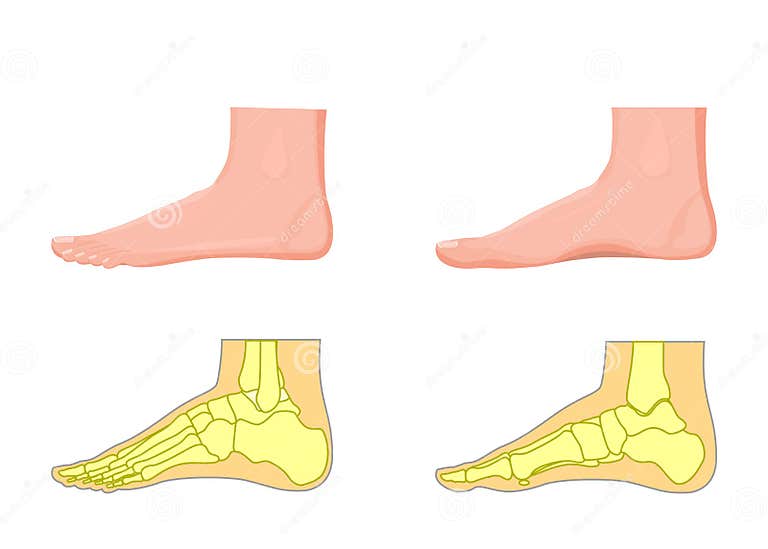 Skeletal and External View of an Ankle Stock Vector - Illustration of ...