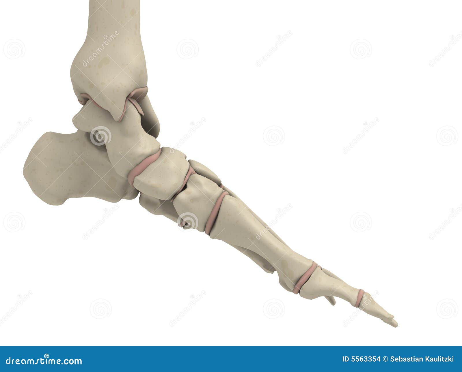 Skeletal foot stock illustration. Illustration of anatomy - 5563354