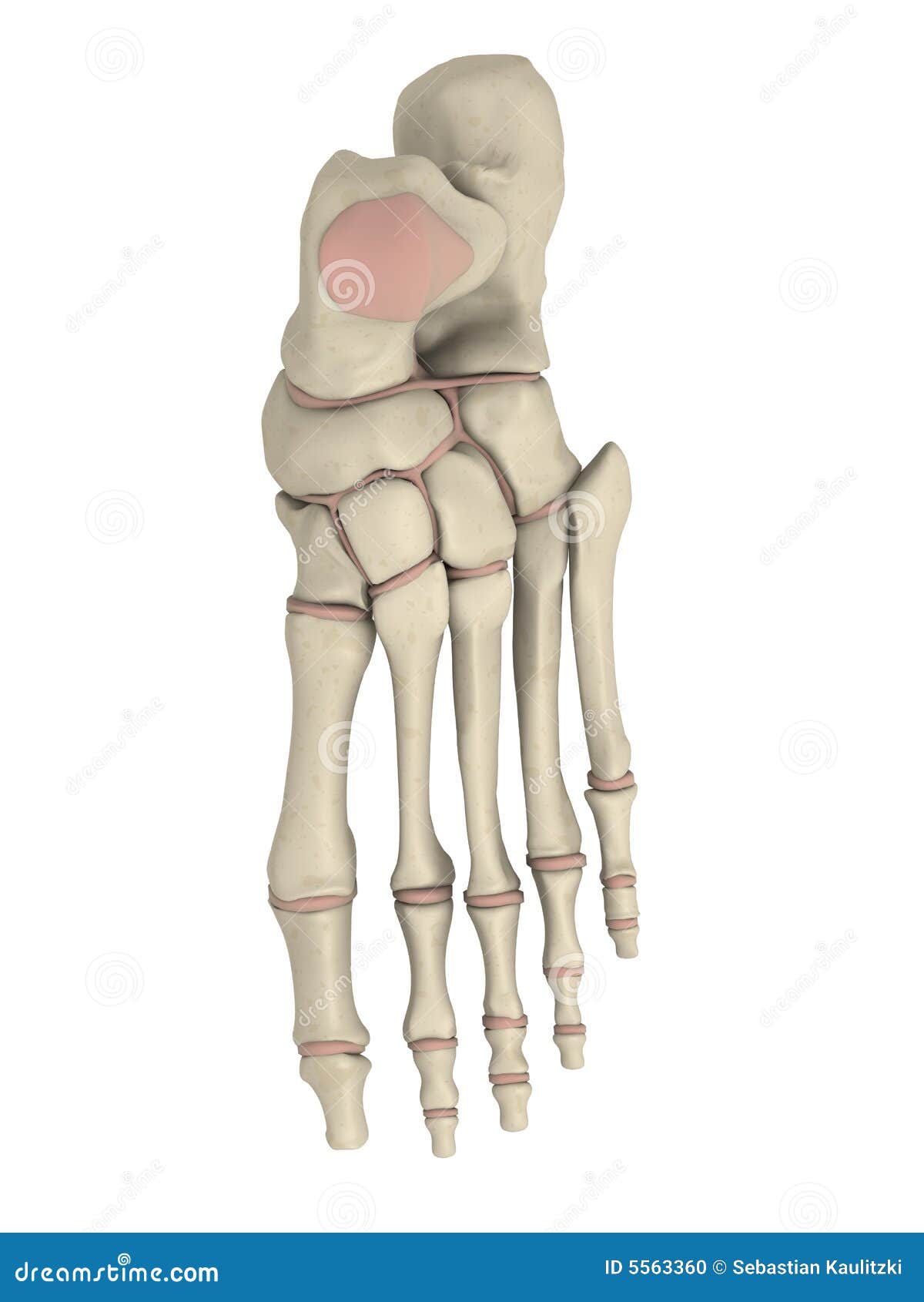 Skeletal foot stock illustration. Illustration of health - 5563360