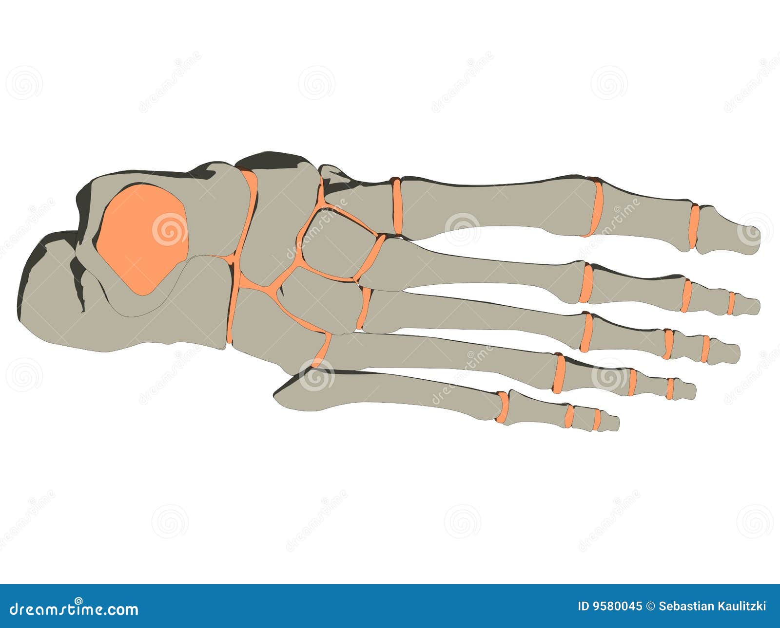 Skeletal foot stock vector. Illustration of biology, osteoporosis - 9580045