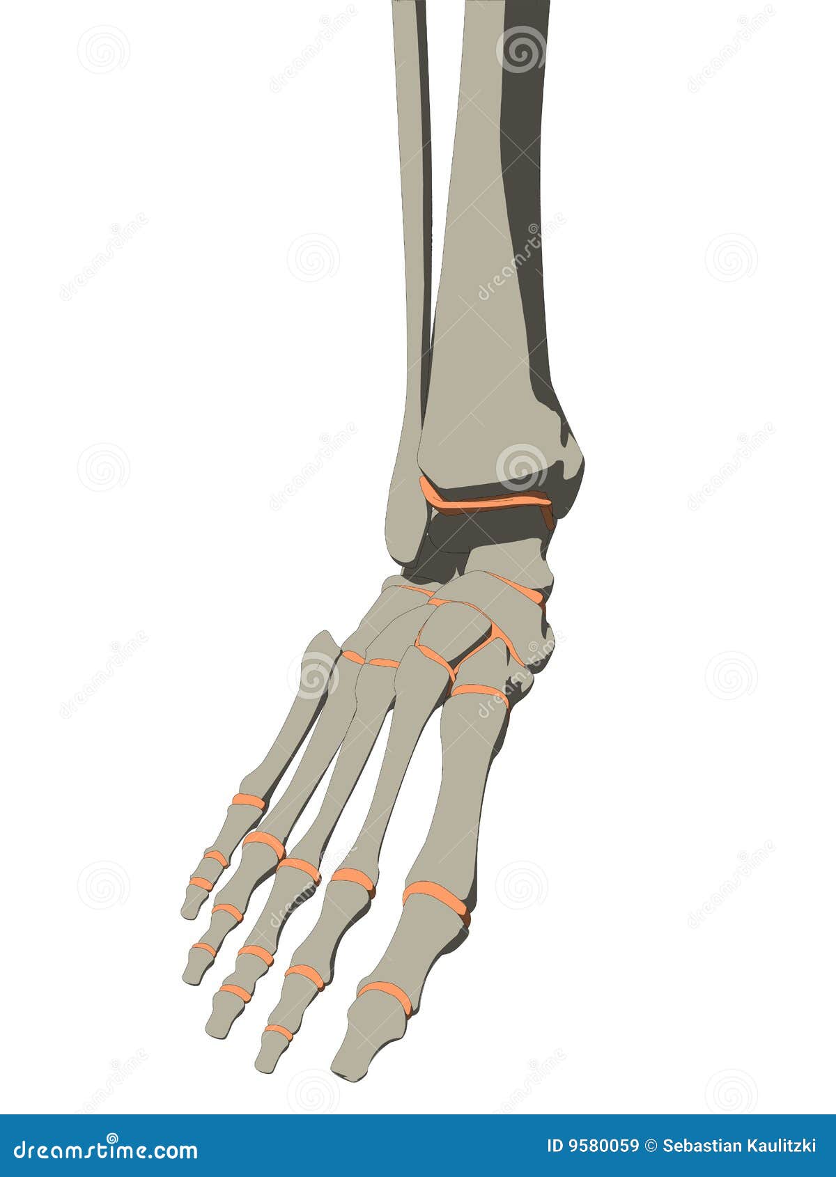 Skeletal Foot Anatomy Royalty-Free Cartoon | CartoonDealer.com #34777328