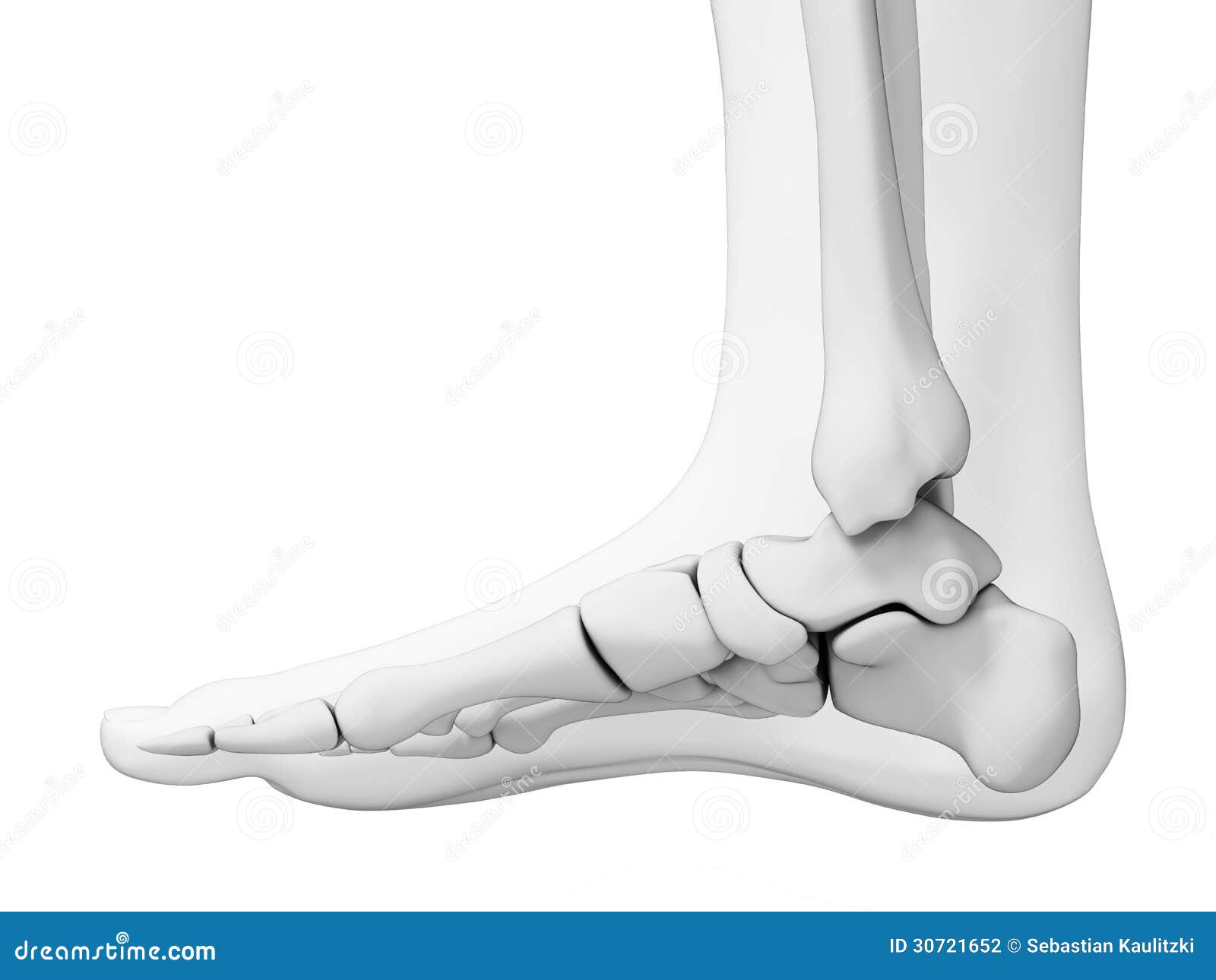 Skeletal foot stock illustration. Illustration of anatomy - 30721652