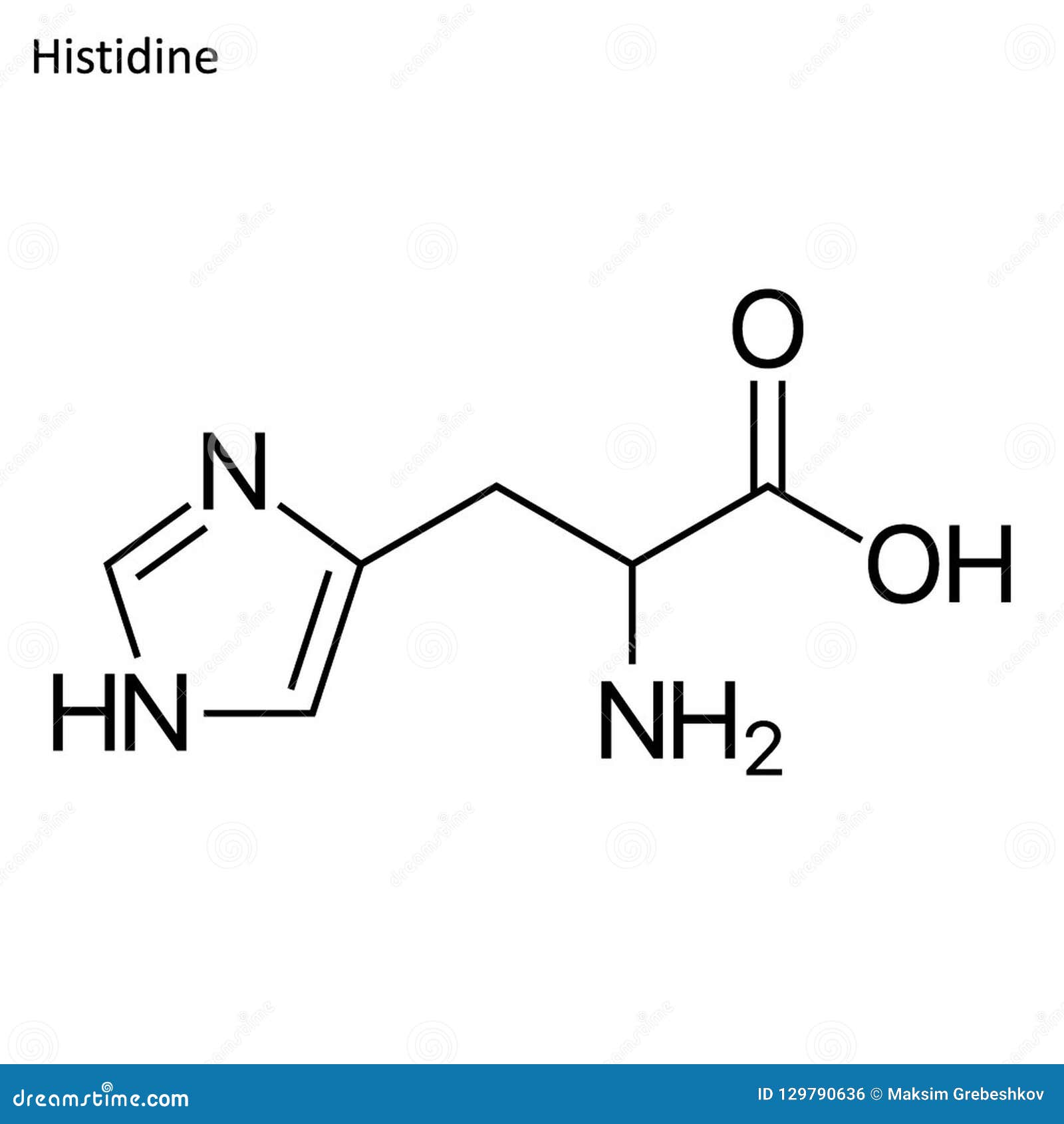 Histidine Amino Acid En Espanol
