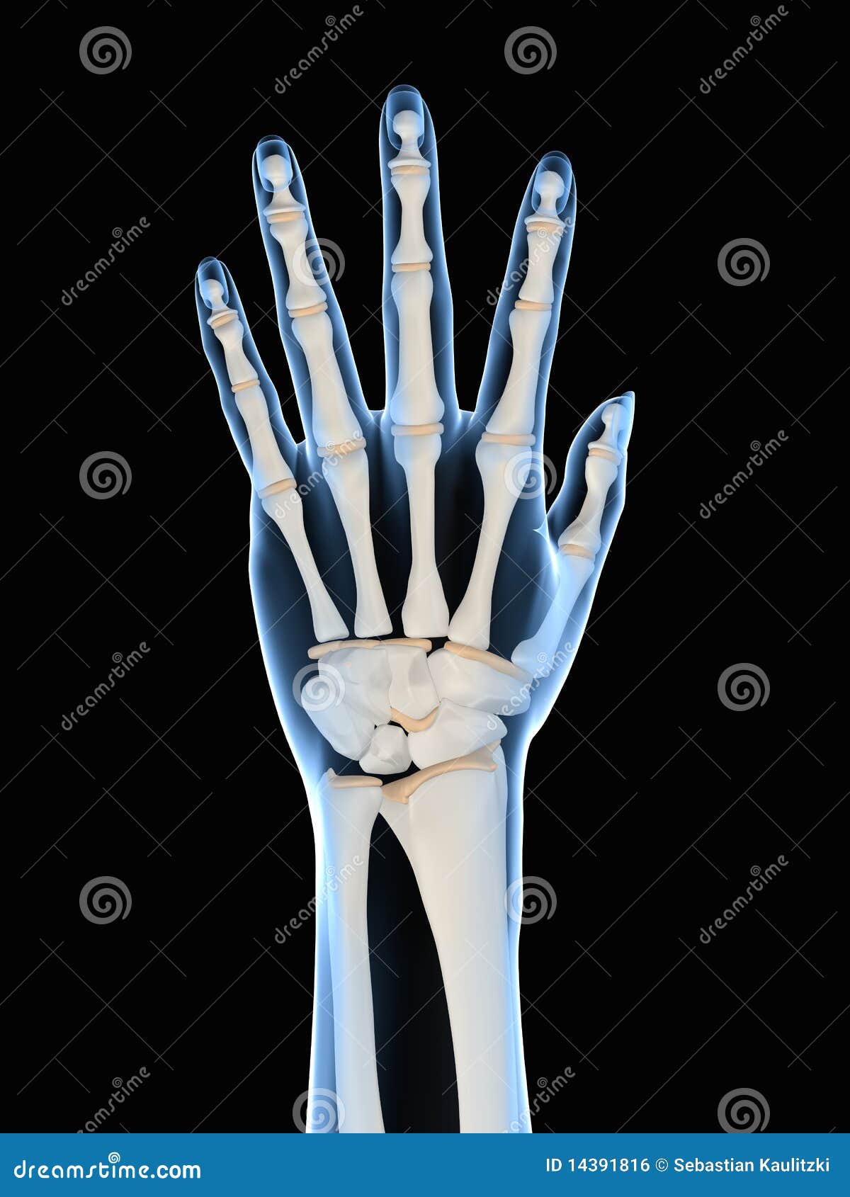 Skeletal hand stock illustration. Illustration of anatomical - 14391816