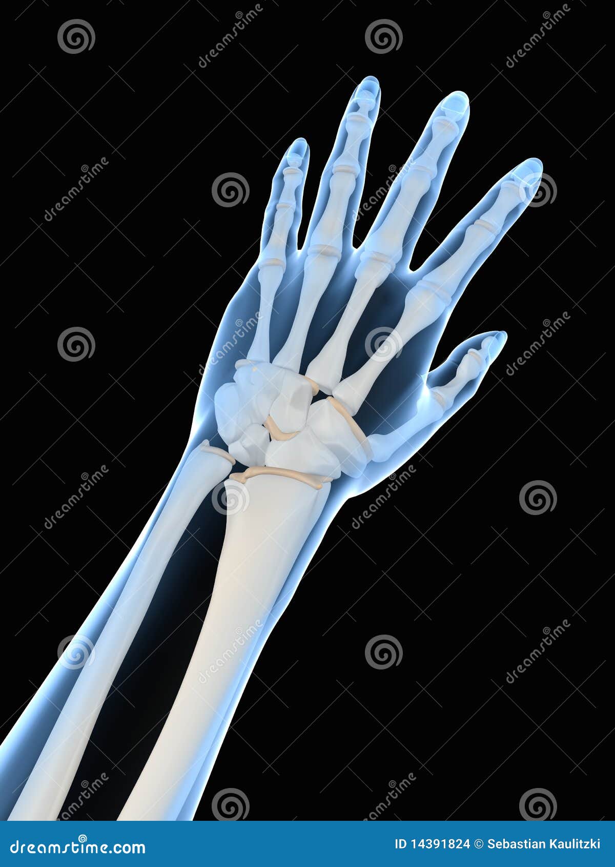 Skeletal hand stock illustration. Illustration of medical - 14391824