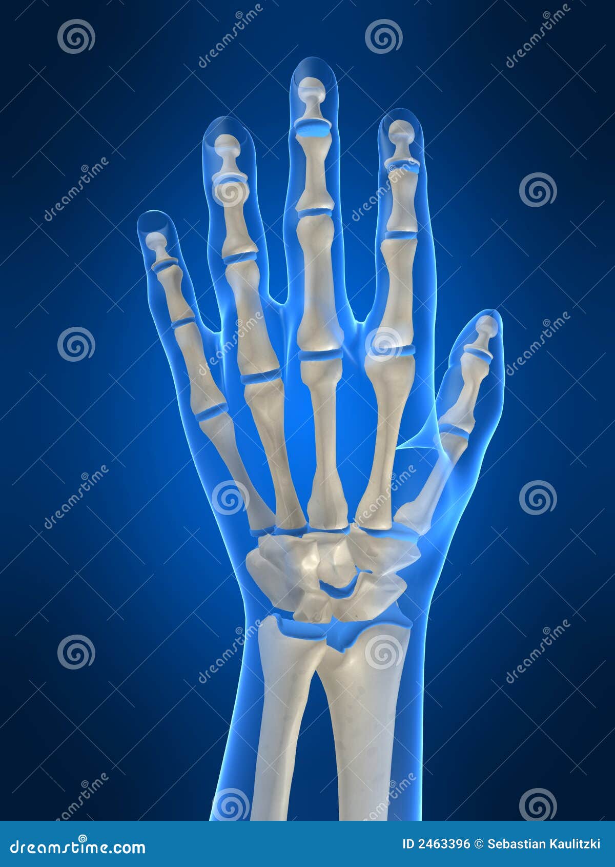 Skeletal hand stock illustration. Illustration of medical - 2463396