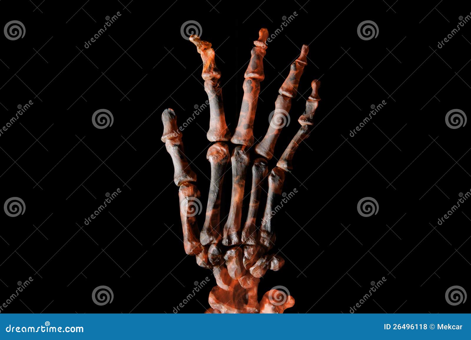 Skeletal hand stock photo. Image of skeleton, held, bones - 26496118