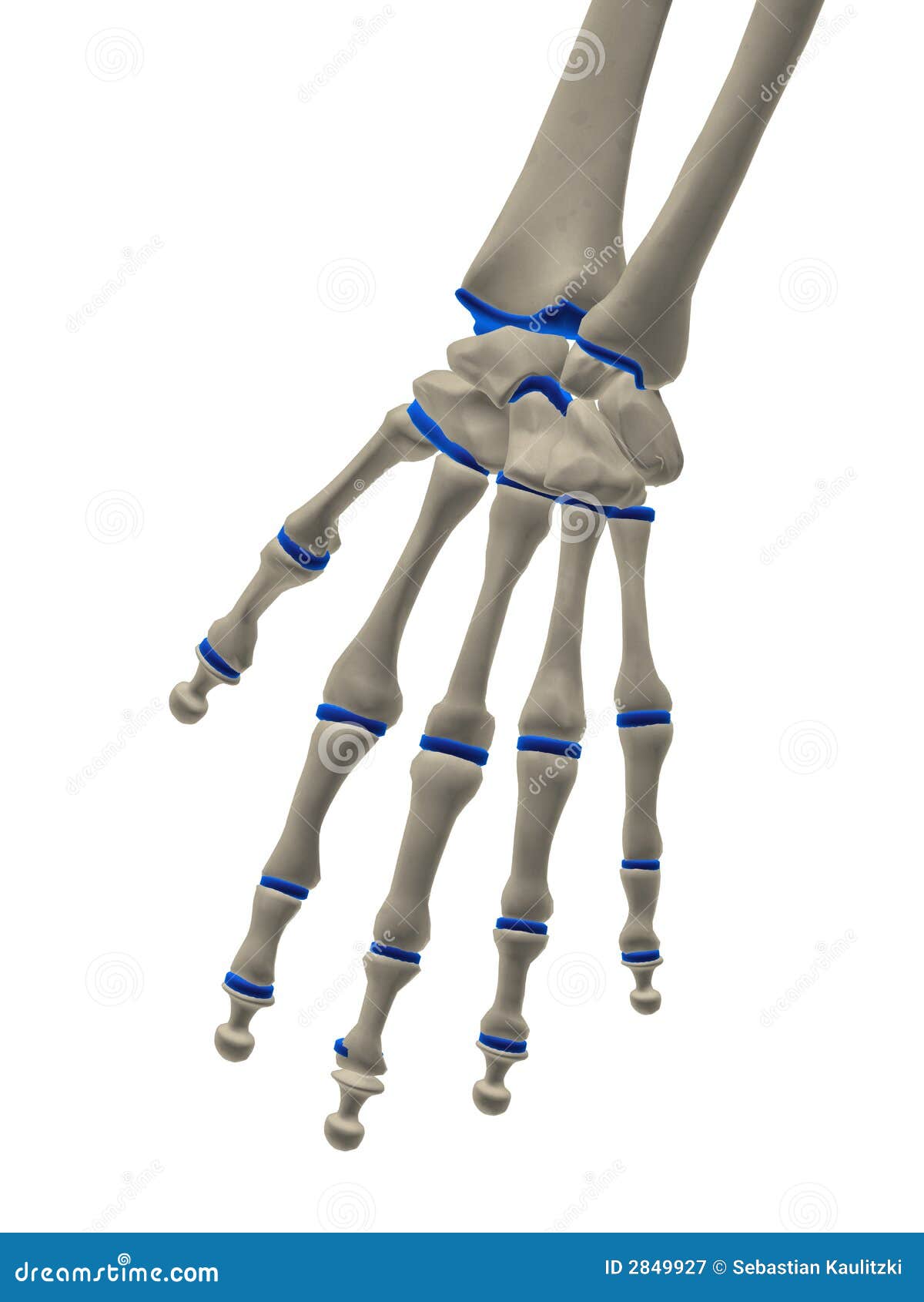 Skeletal hand stock illustration. Illustration of hand - 2849927