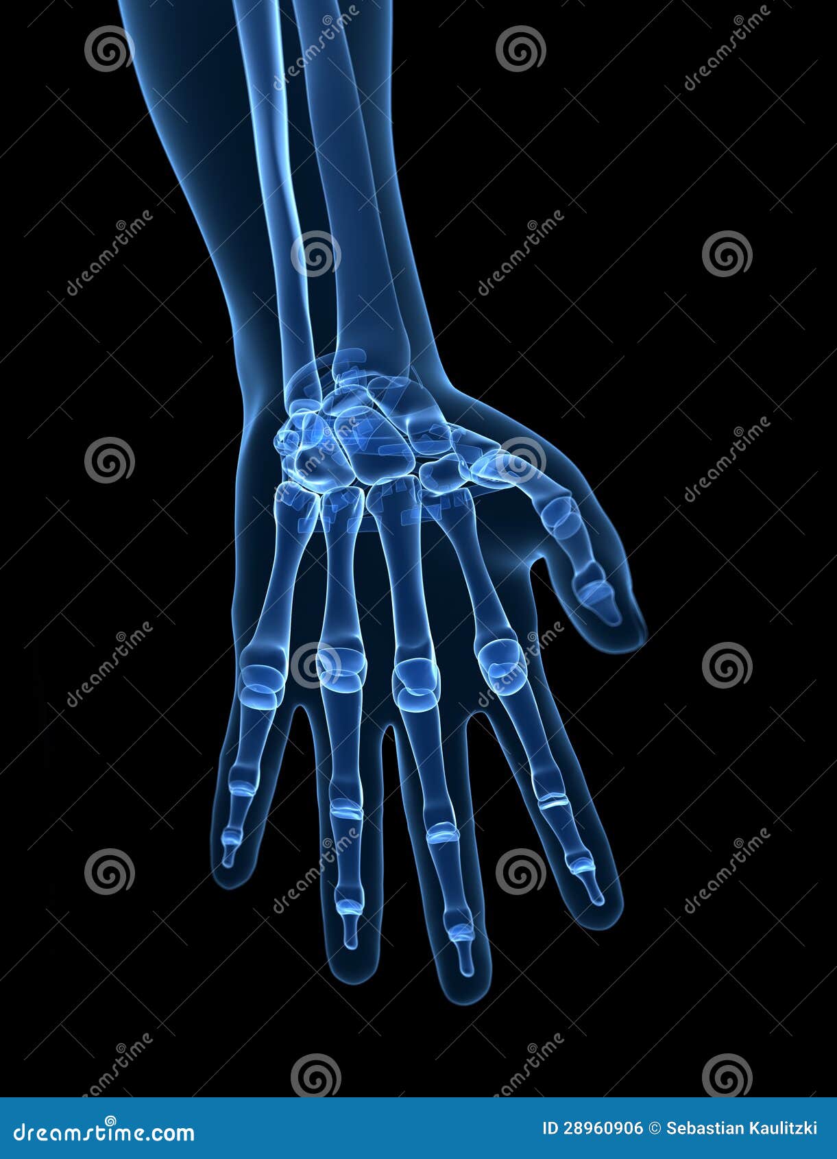 Skeletal hand stock illustration. Illustration of human - 28960906