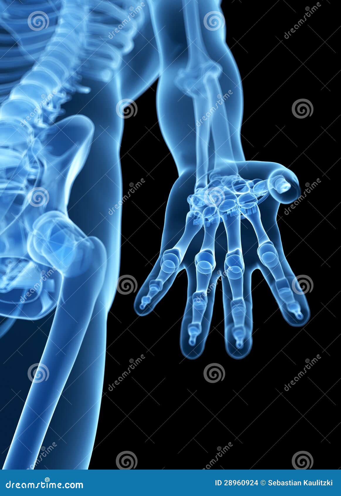 Skeletal hand stock illustration. Illustration of health - 28960924