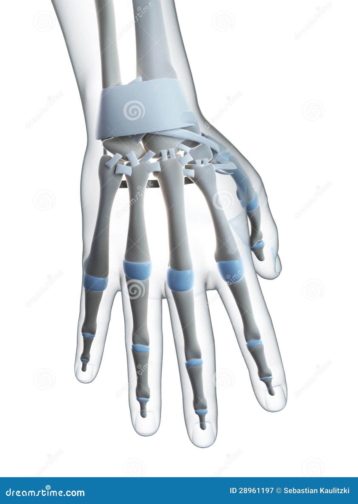 Skeletal hand stock illustration. Illustration of bones - 28961197