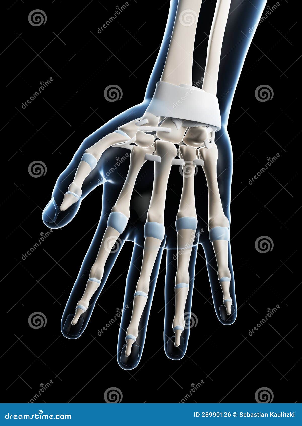 Skeletal hand stock illustration. Illustration of healthy - 28990126