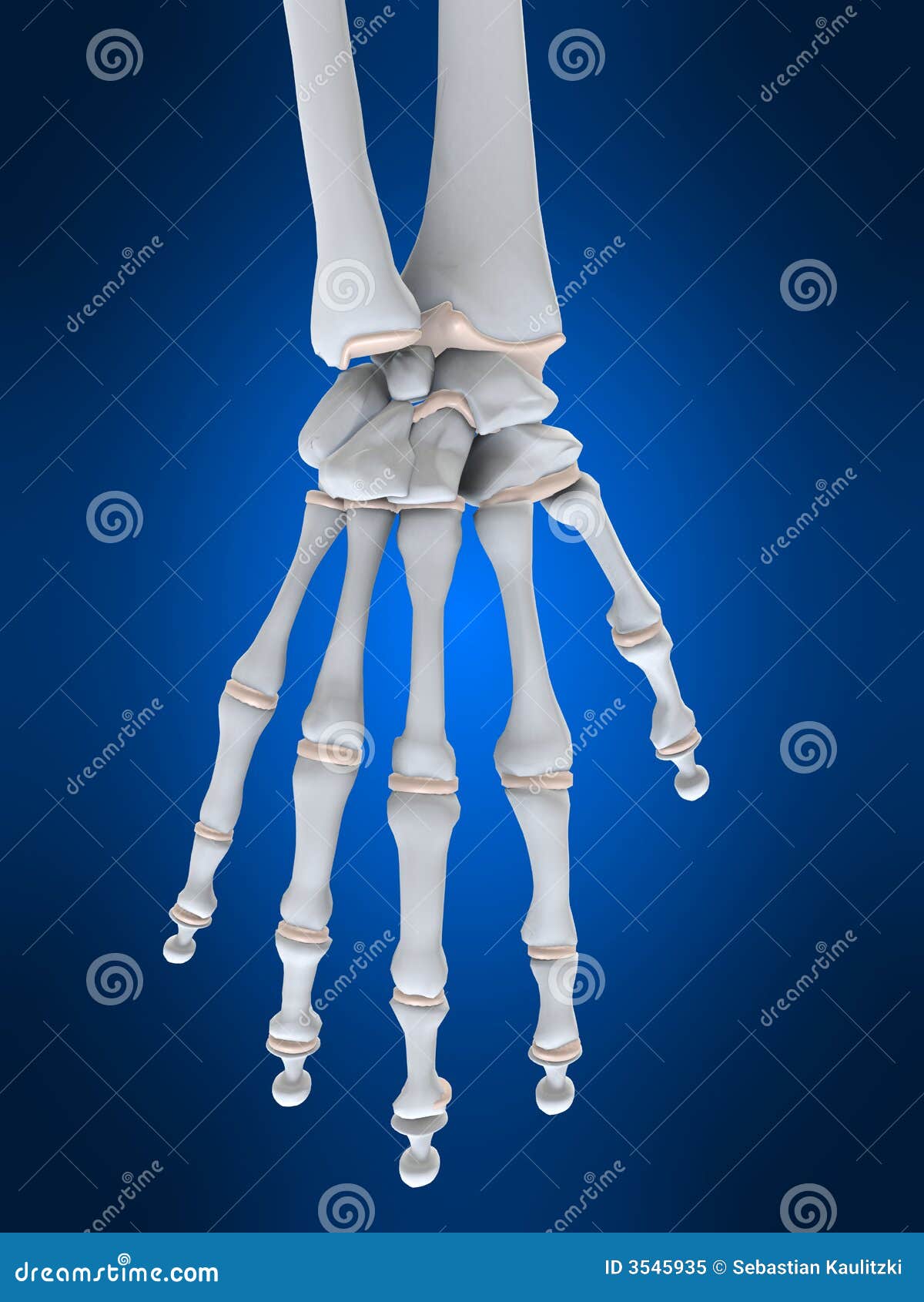 Skeletal hand stock illustration. Illustration of human - 3545935