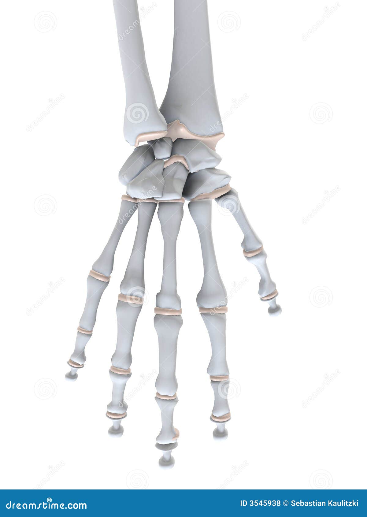 Skeletal hand stock illustration. Illustration of anatomy - 3545938