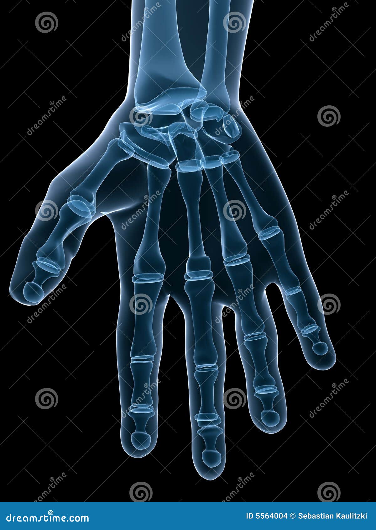 Skeletal hand stock illustration. Illustration of medical - 5564004