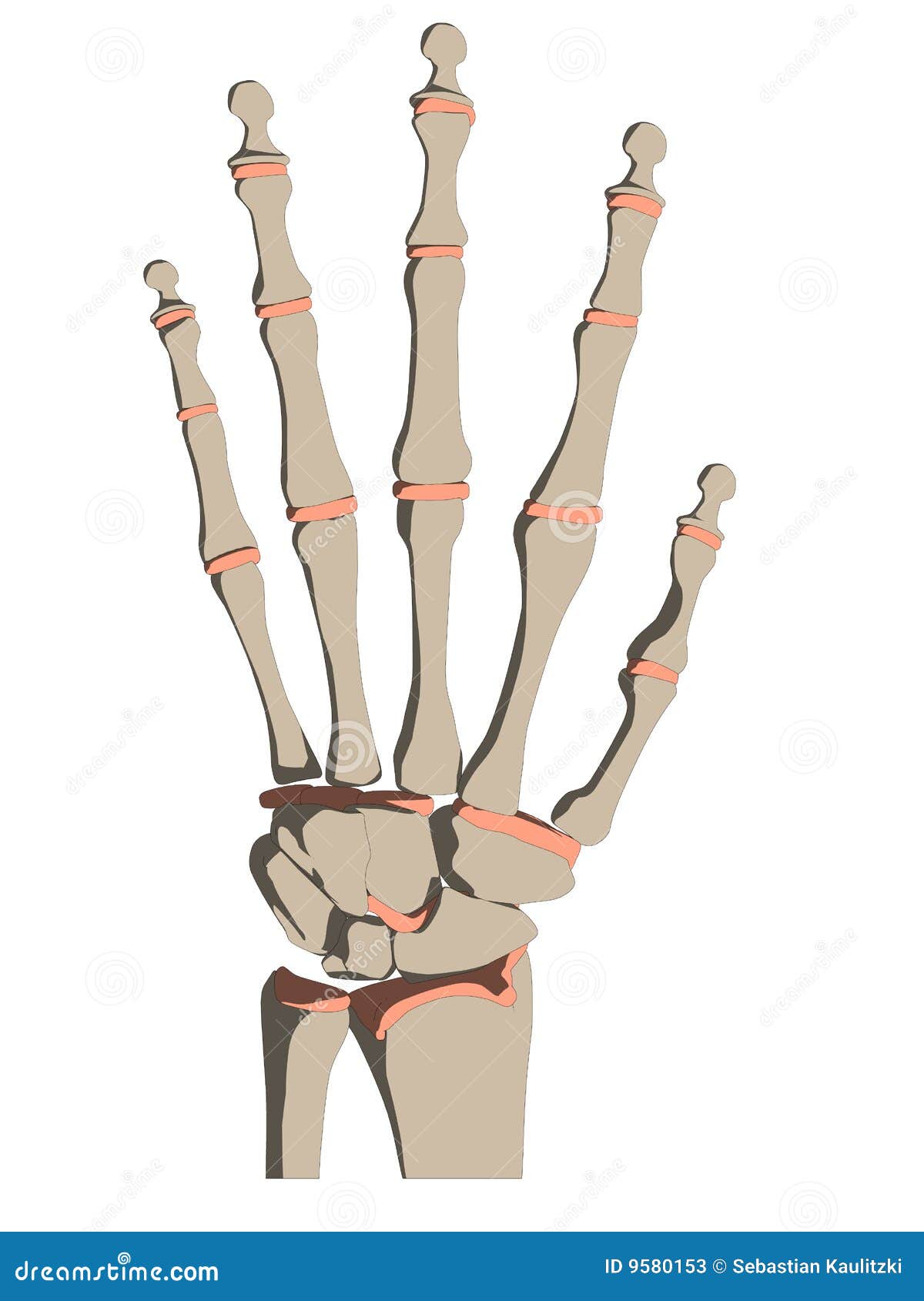 Skeletal hand stock vector. Illustration of anatomy, osteoporosis - 9580153